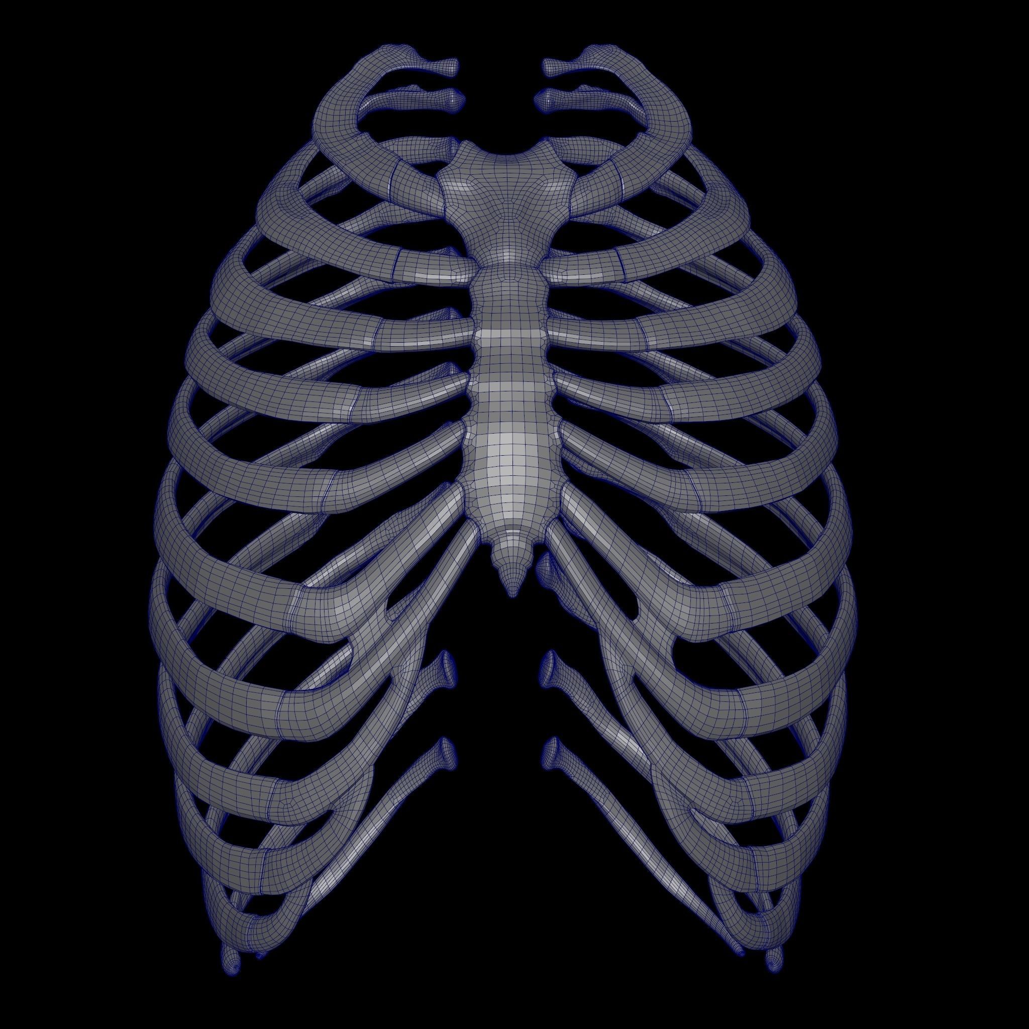 3D model Human Ribcage - Ribs VR / AR / low-poly | CGTrader