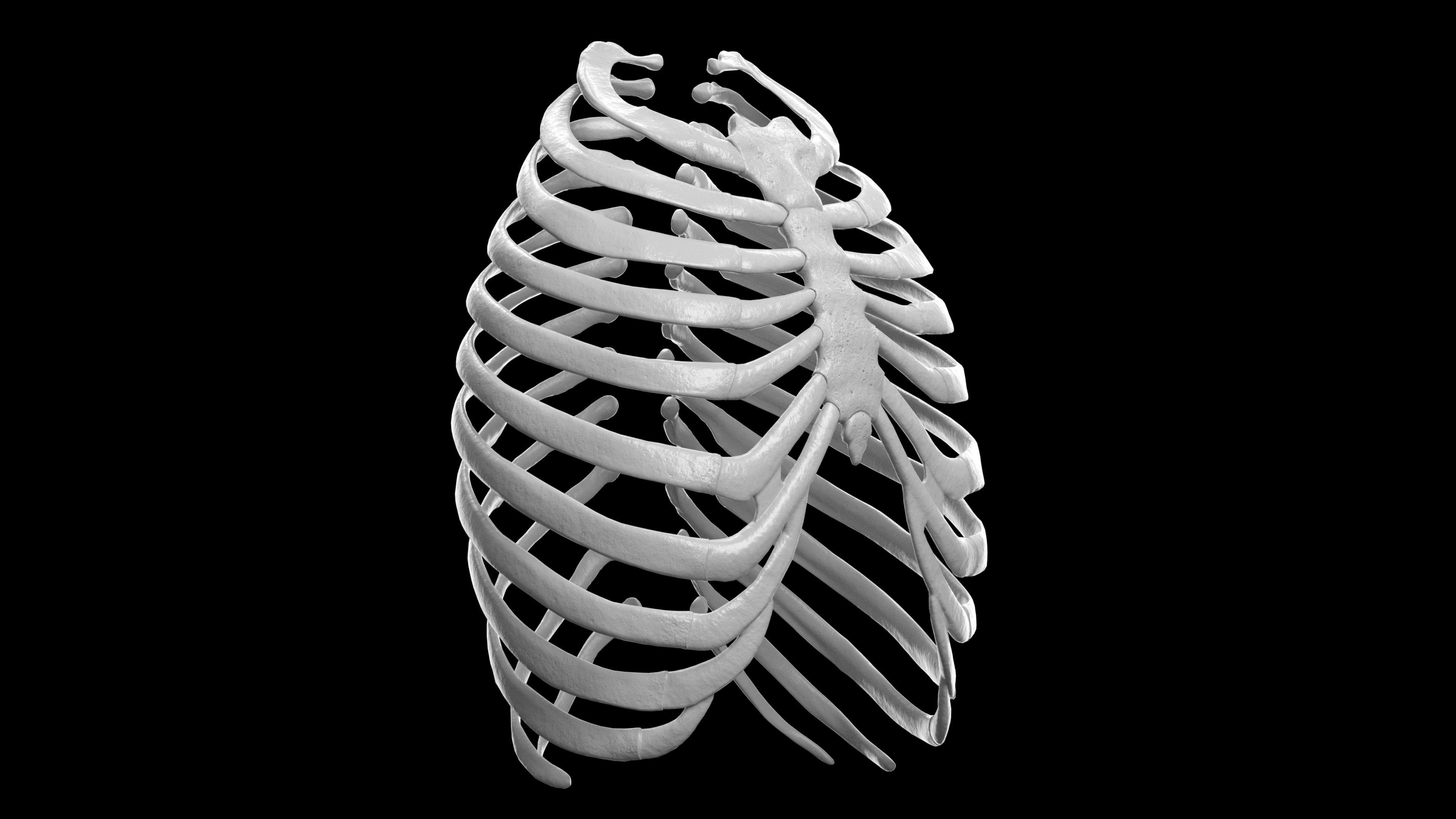 3D model Human Ribcage - Ribs VR / AR / low-poly | CGTrader