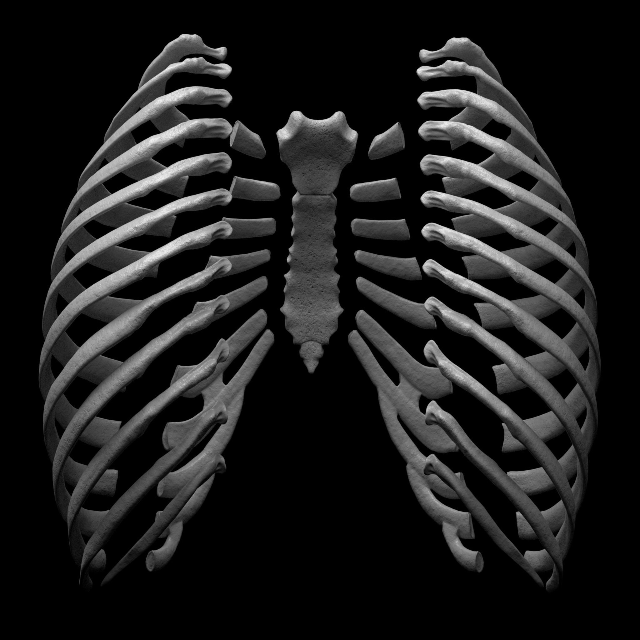 3D model Human Ribcage - Ribs VR / AR / low-poly | CGTrader