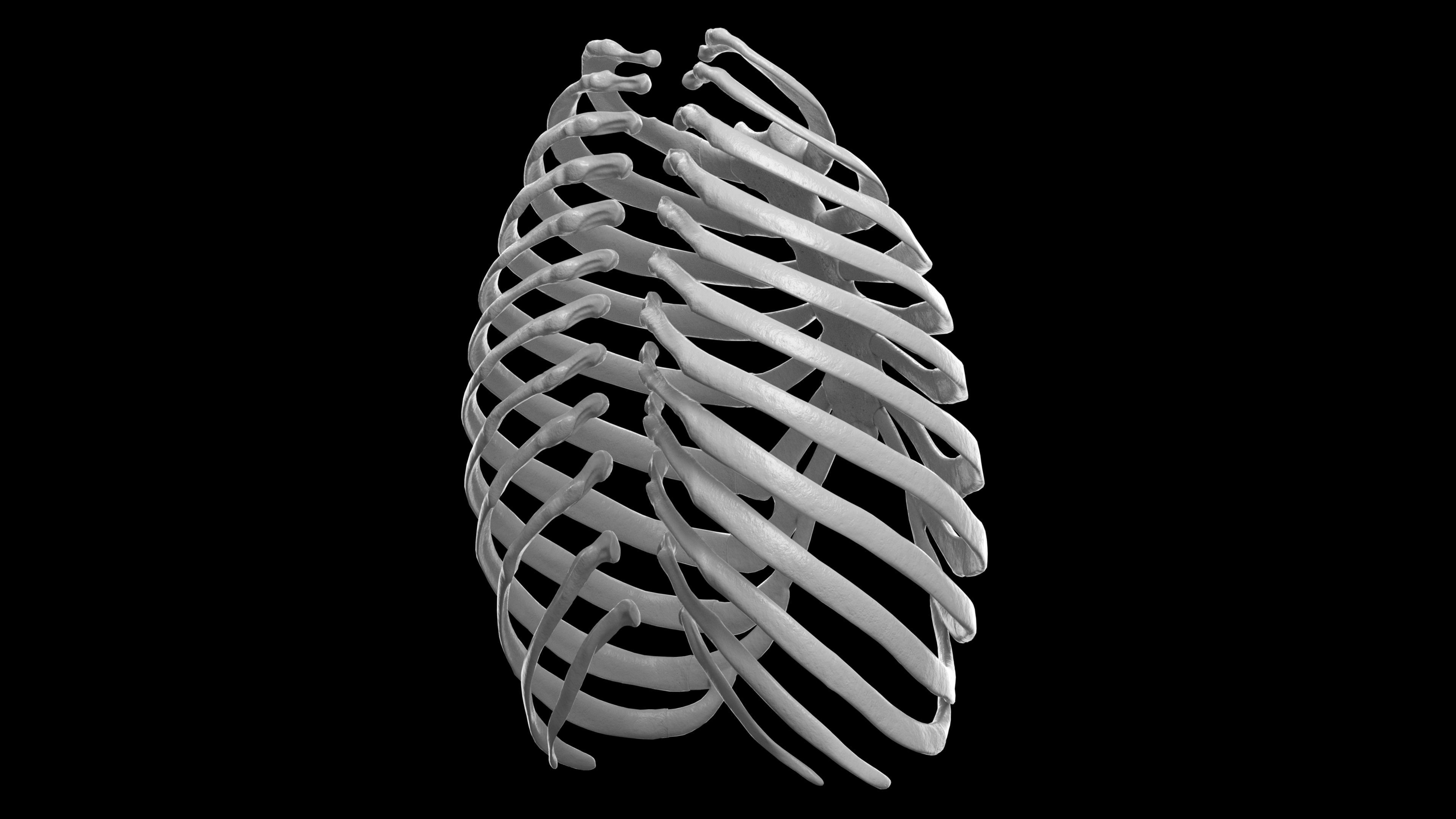 3D model Human Ribcage - Ribs VR / AR / low-poly | CGTrader