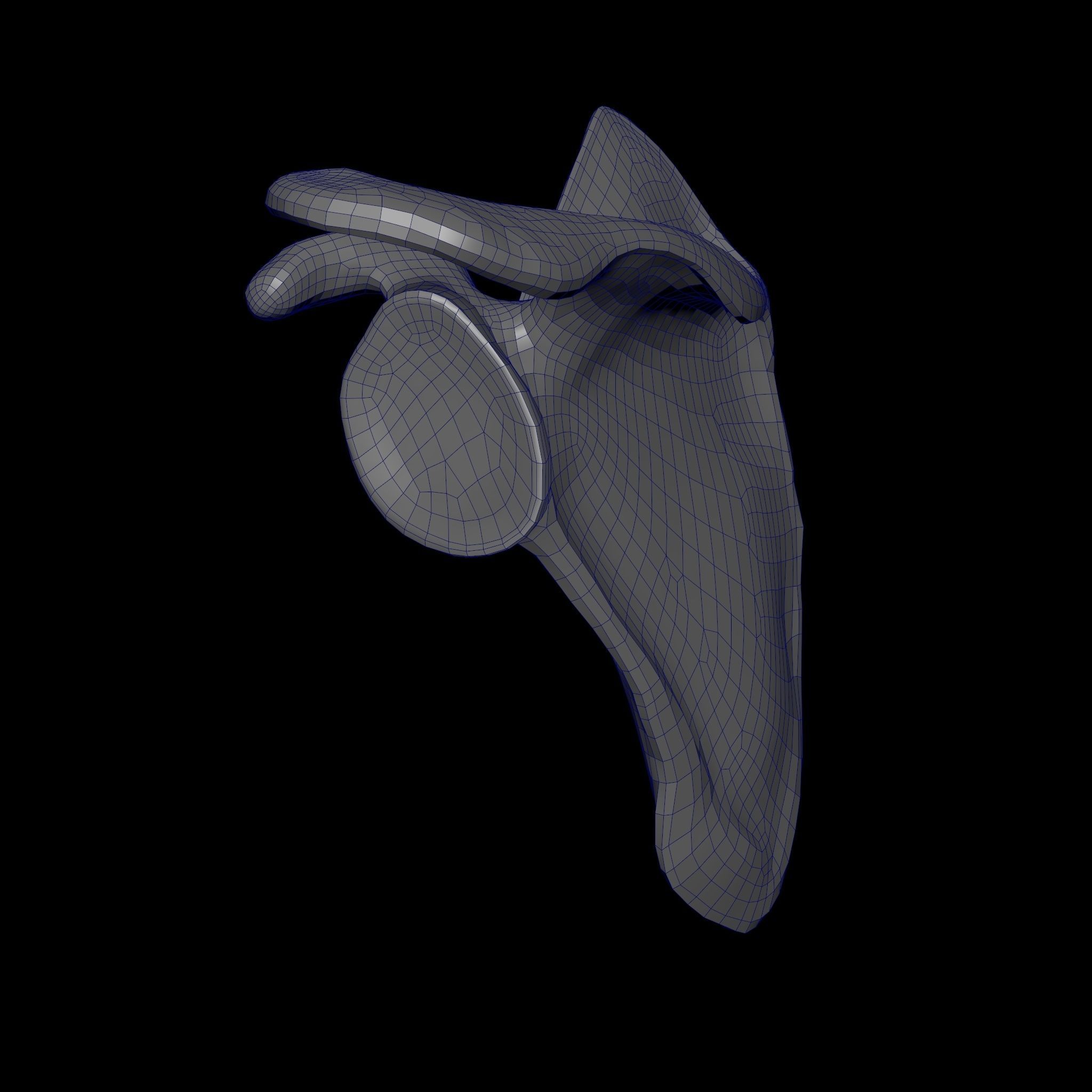 3D model Human Scapula VR / AR / low-poly | CGTrader