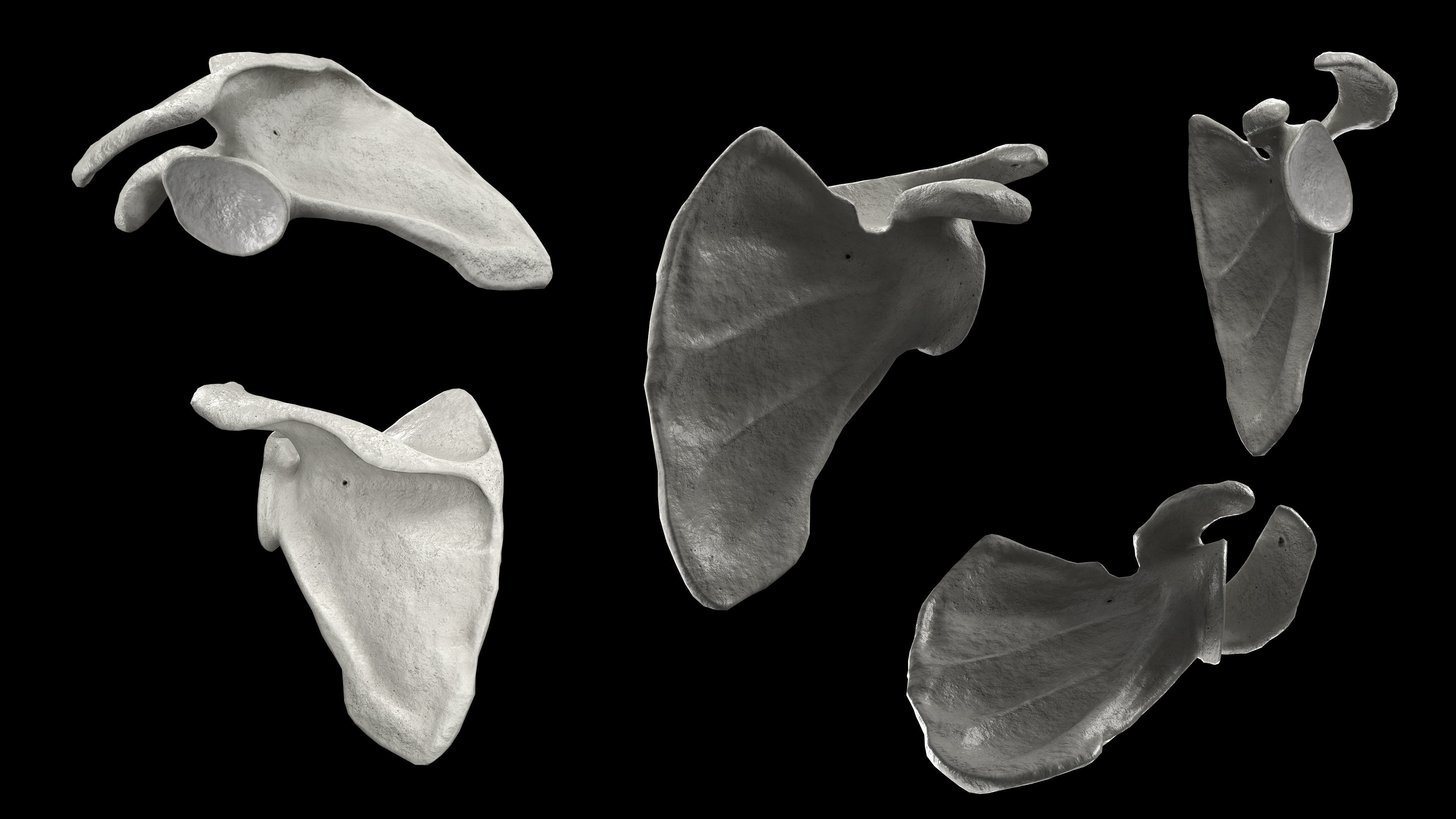 3D model Human Scapula VR / AR / low-poly | CGTrader