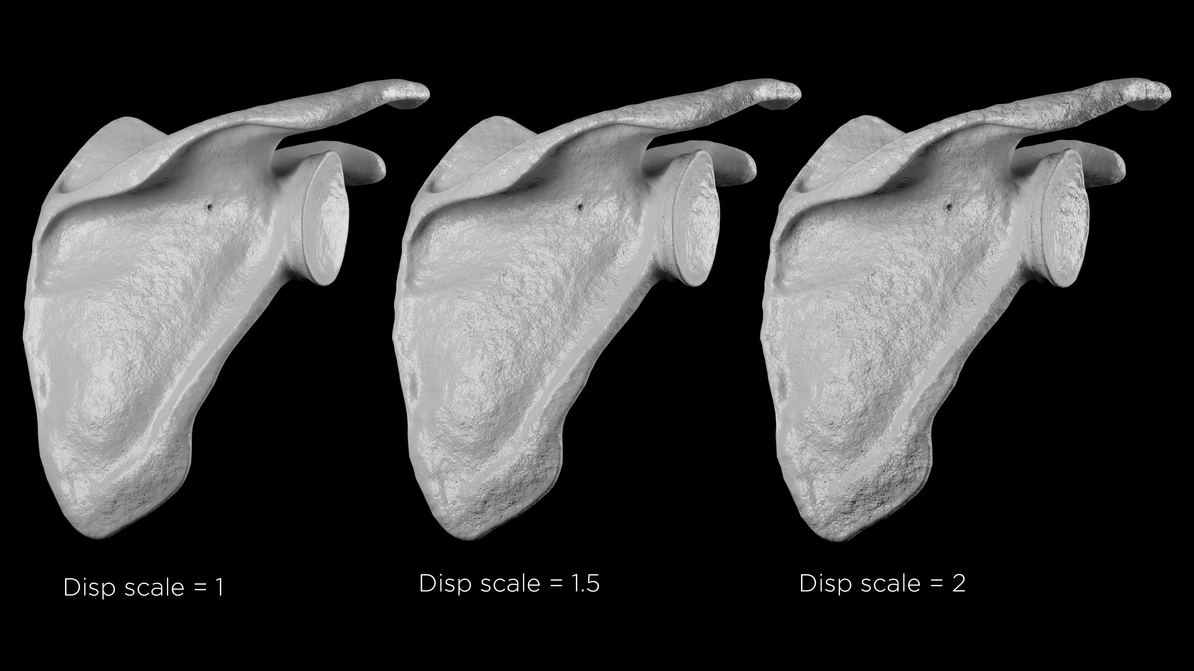 3D model Human Scapula VR / AR / low-poly | CGTrader