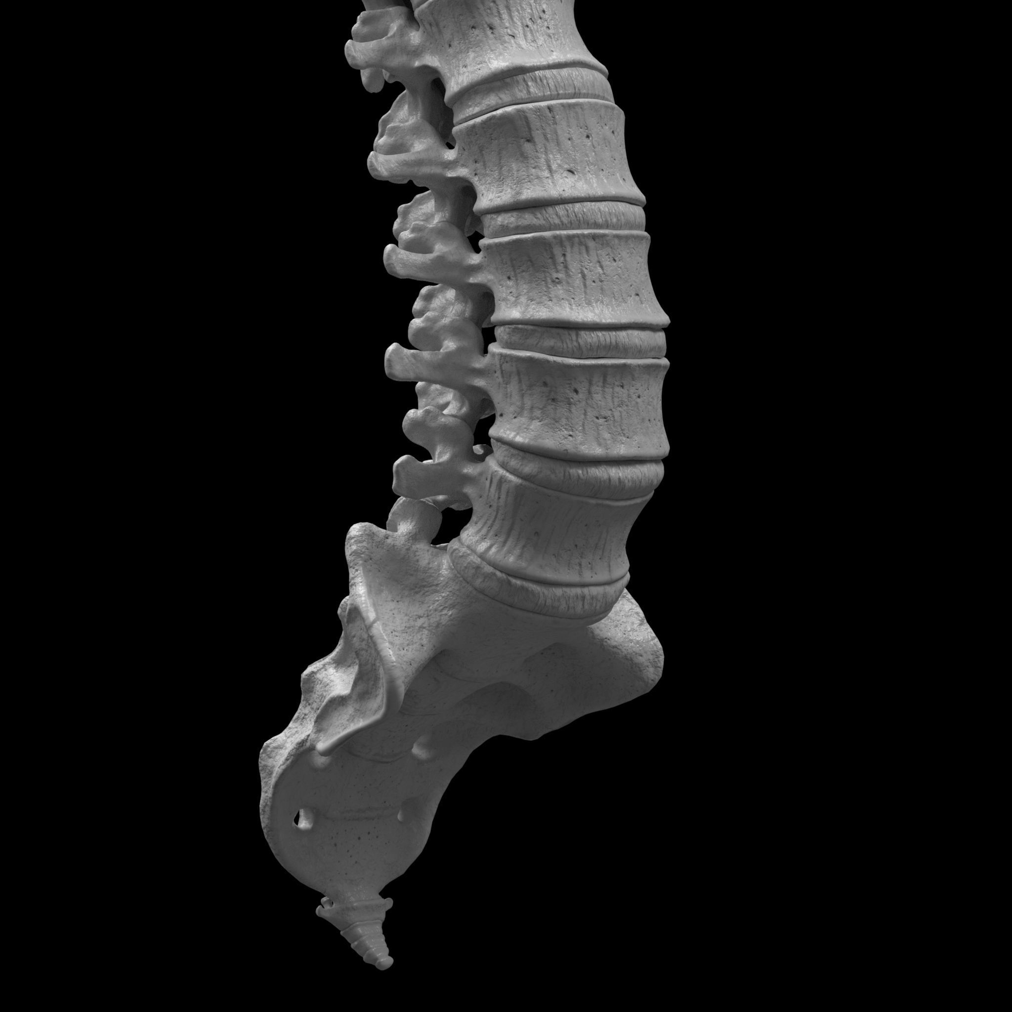 3D model Human Spine - Spine Bones VR / AR / low-poly | CGTrader