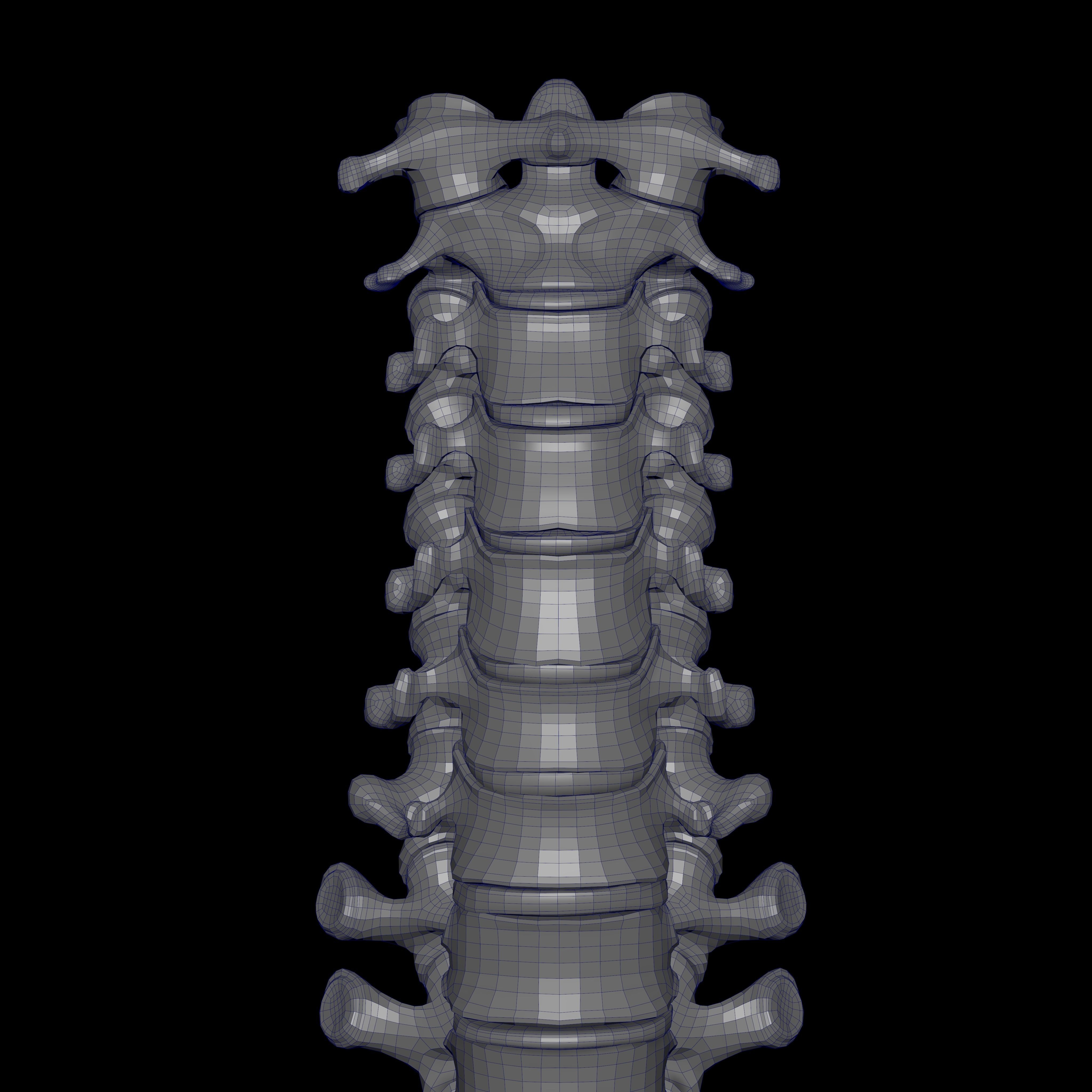 3D model Human Spine - Spine Bones VR / AR / low-poly | CGTrader