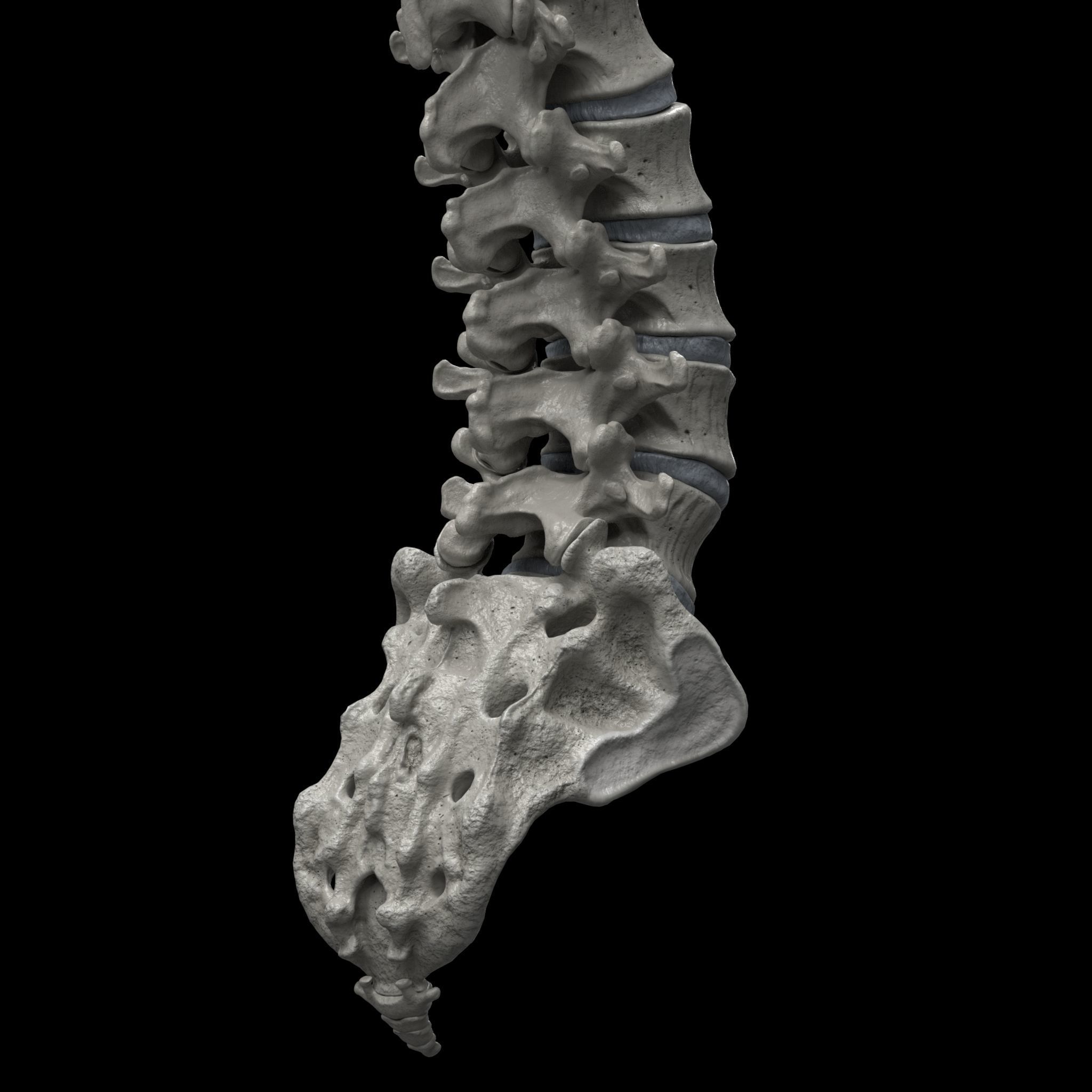 3D model Human Spine - Spine Bones VR / AR / low-poly | CGTrader