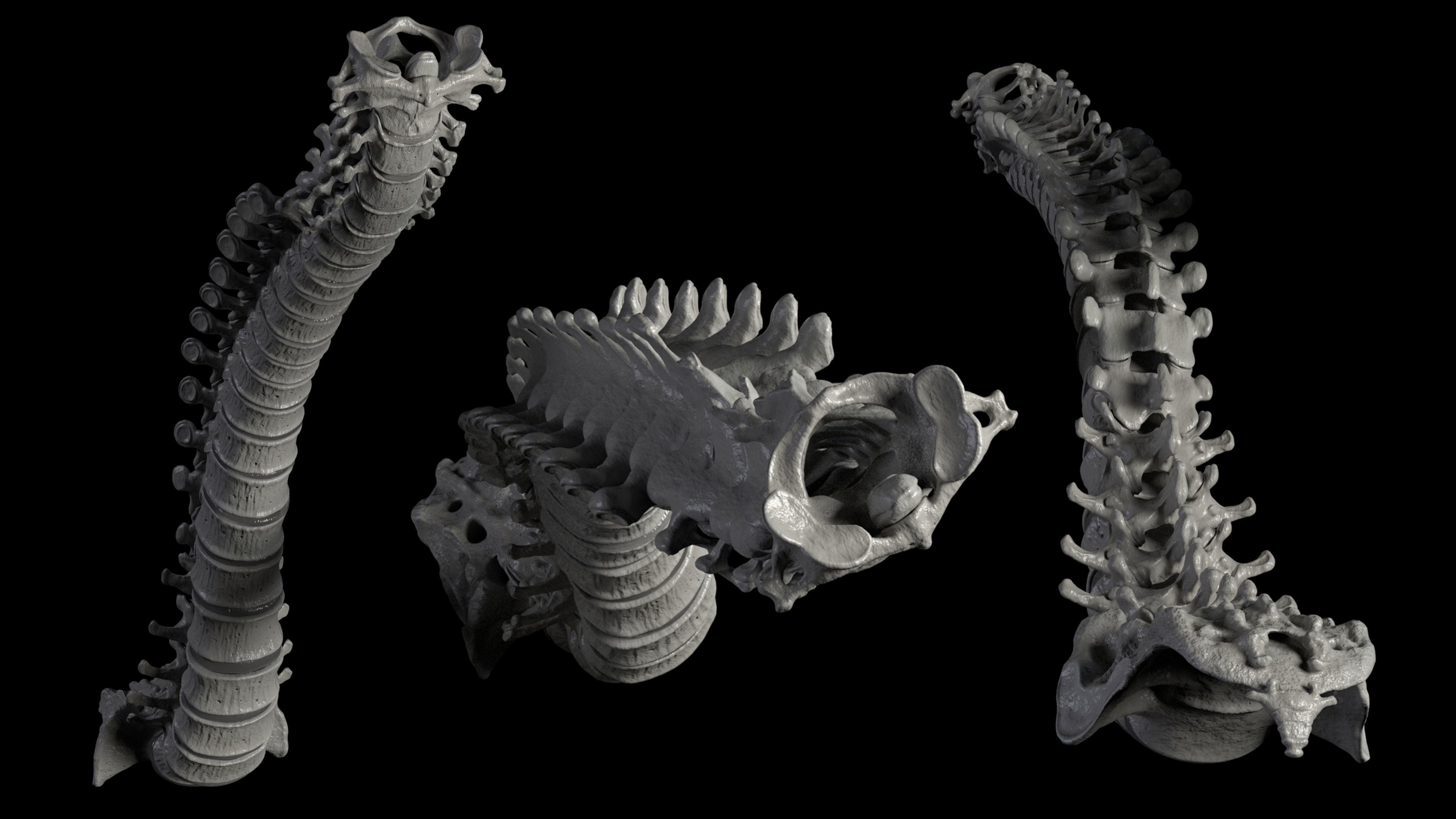 3D model Human Spine - Spine Bones VR / AR / low-poly | CGTrader