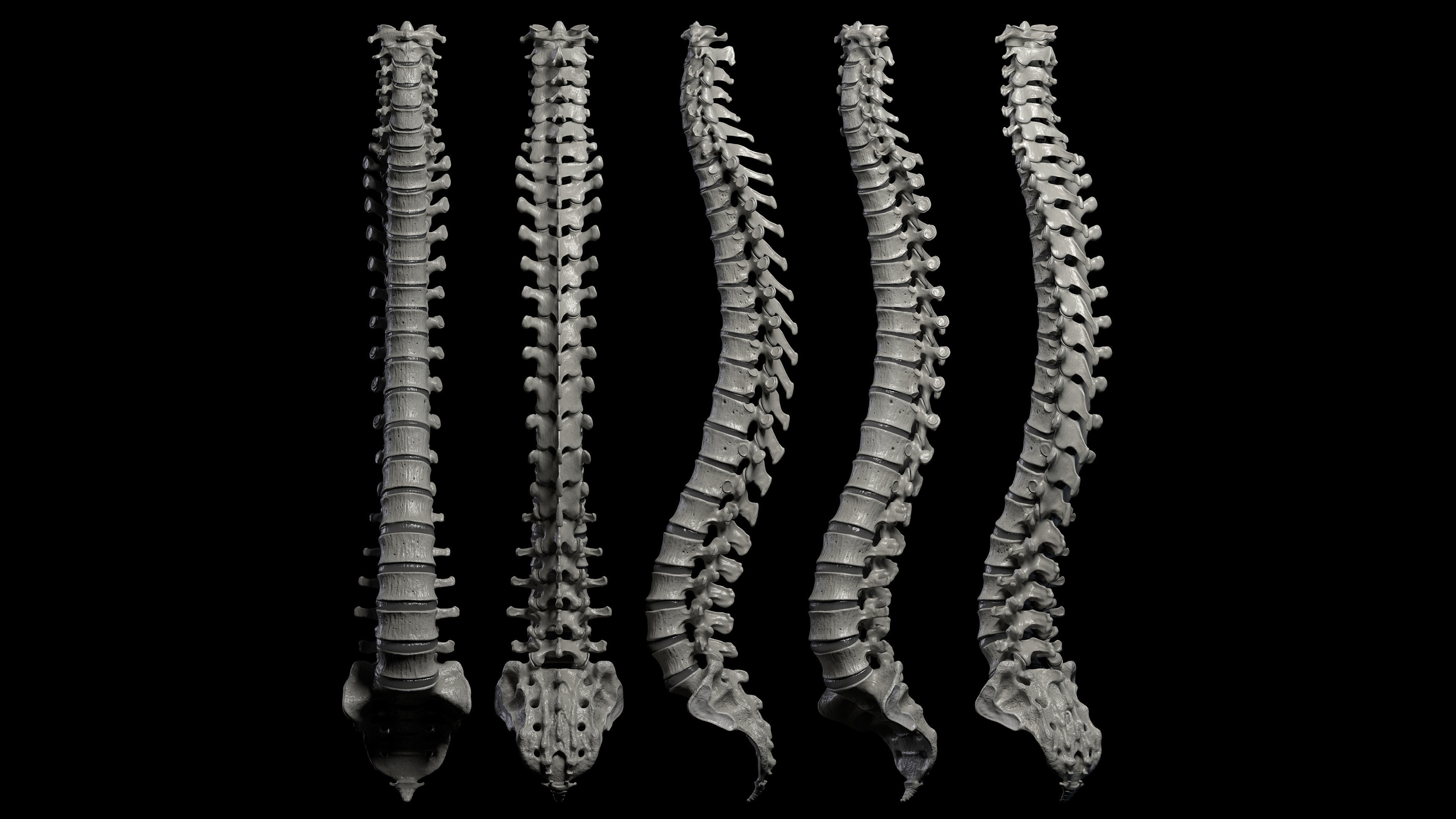 3D model Human Spine - Spine Bones VR / AR / low-poly | CGTrader
