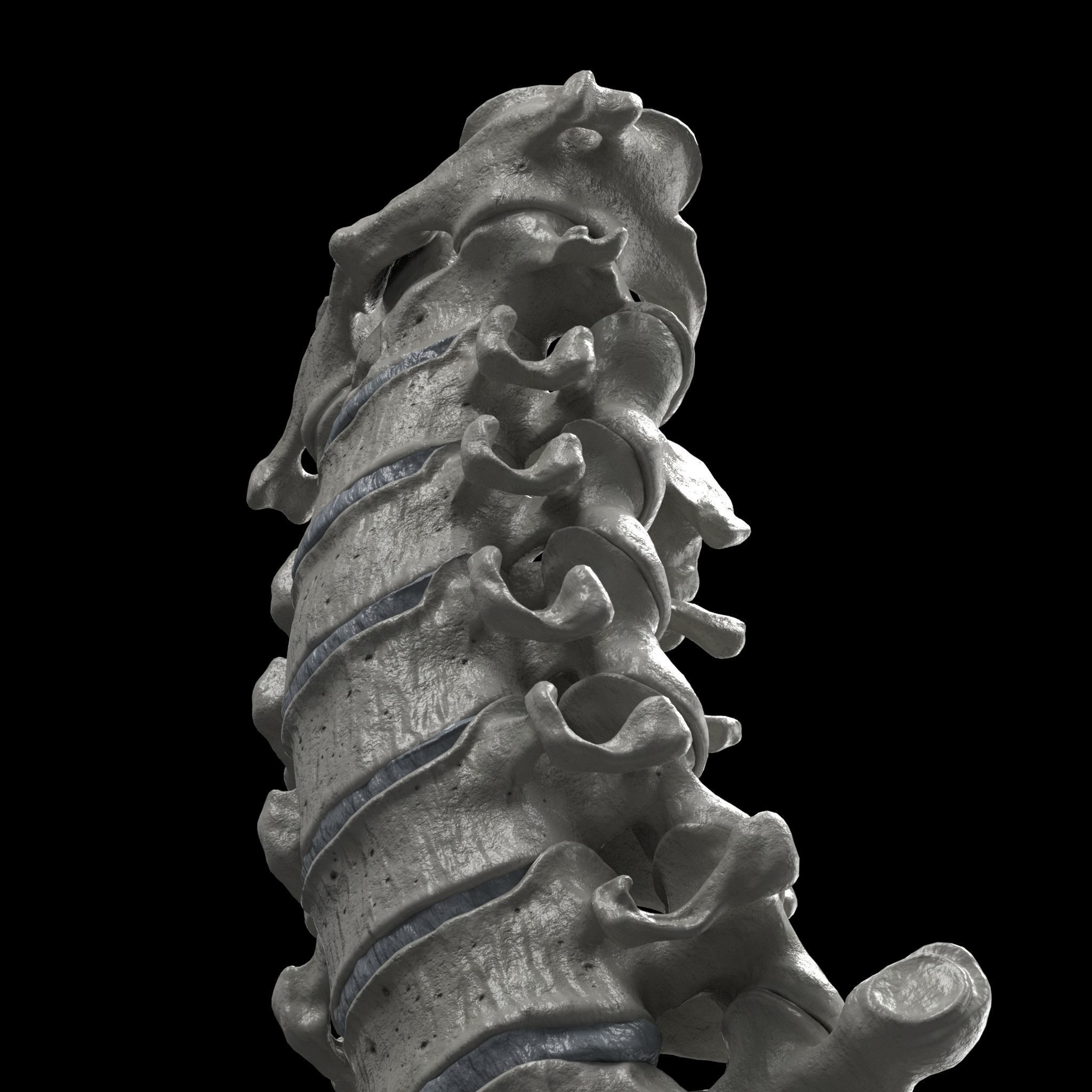 3D model Human Spine - Spine Bones VR / AR / low-poly | CGTrader