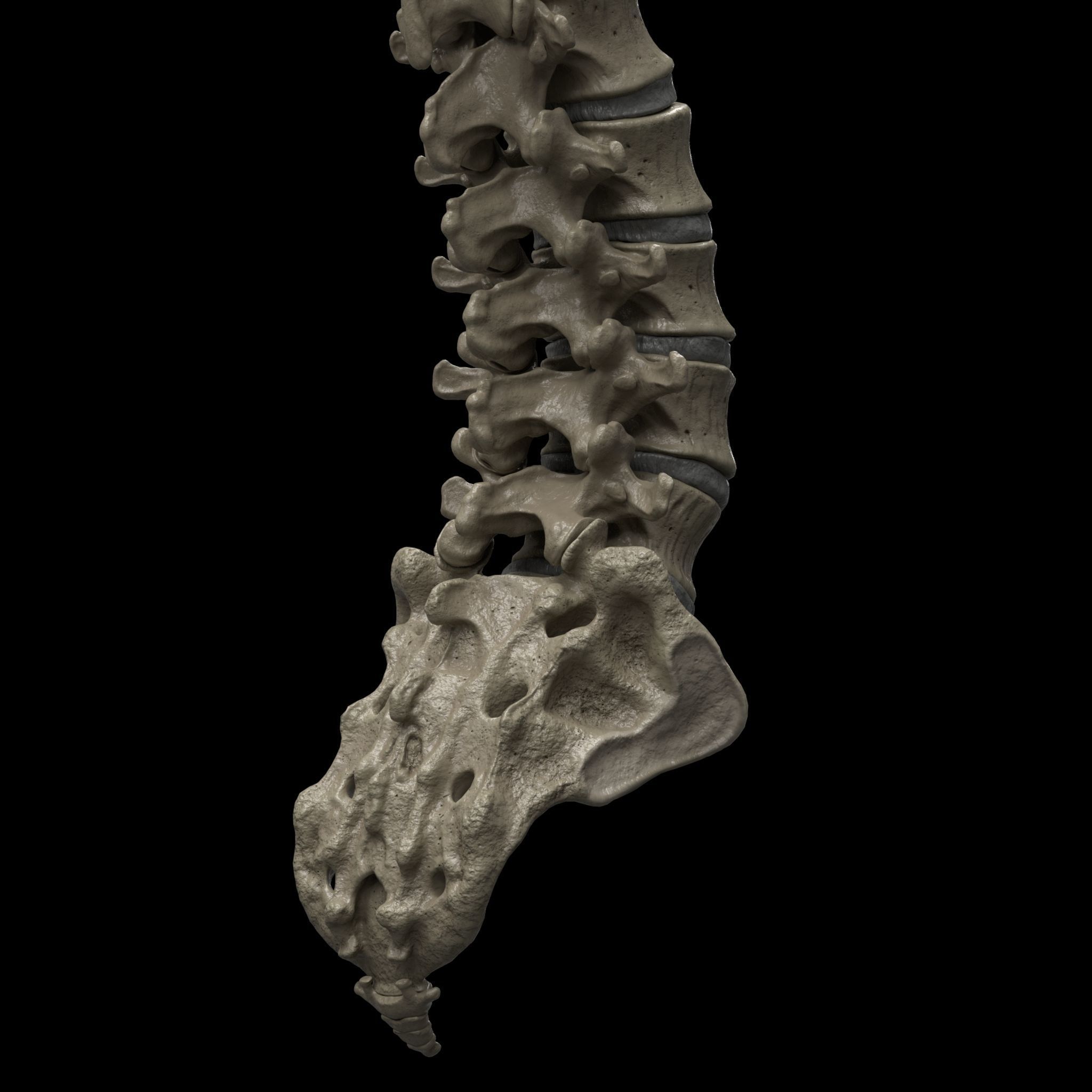 3D model Human Spine - Spine Bones VR / AR / low-poly | CGTrader