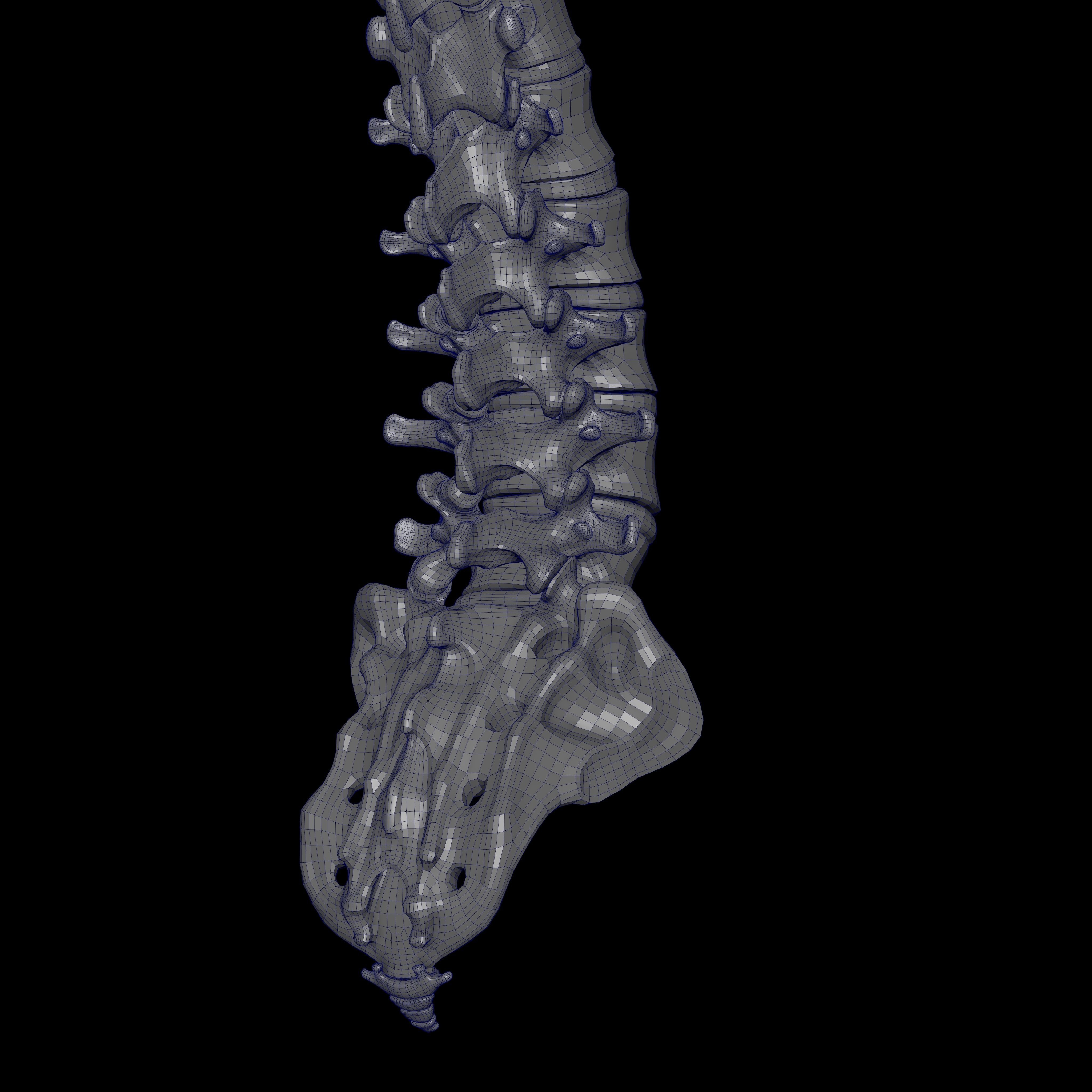 3D model Human Spine - Spine Bones VR / AR / low-poly | CGTrader