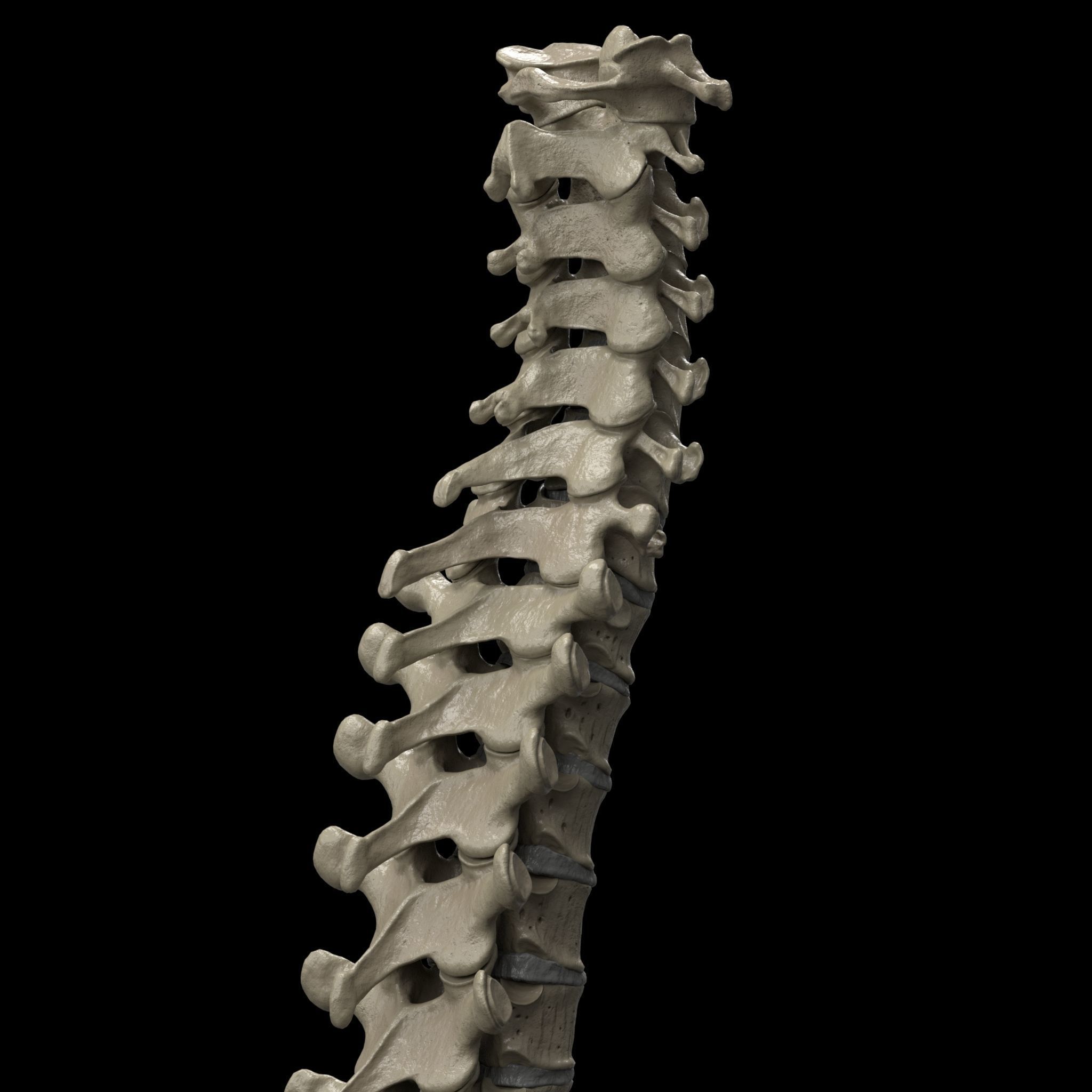 3D model Human Spine - Spine Bones VR / AR / low-poly | CGTrader