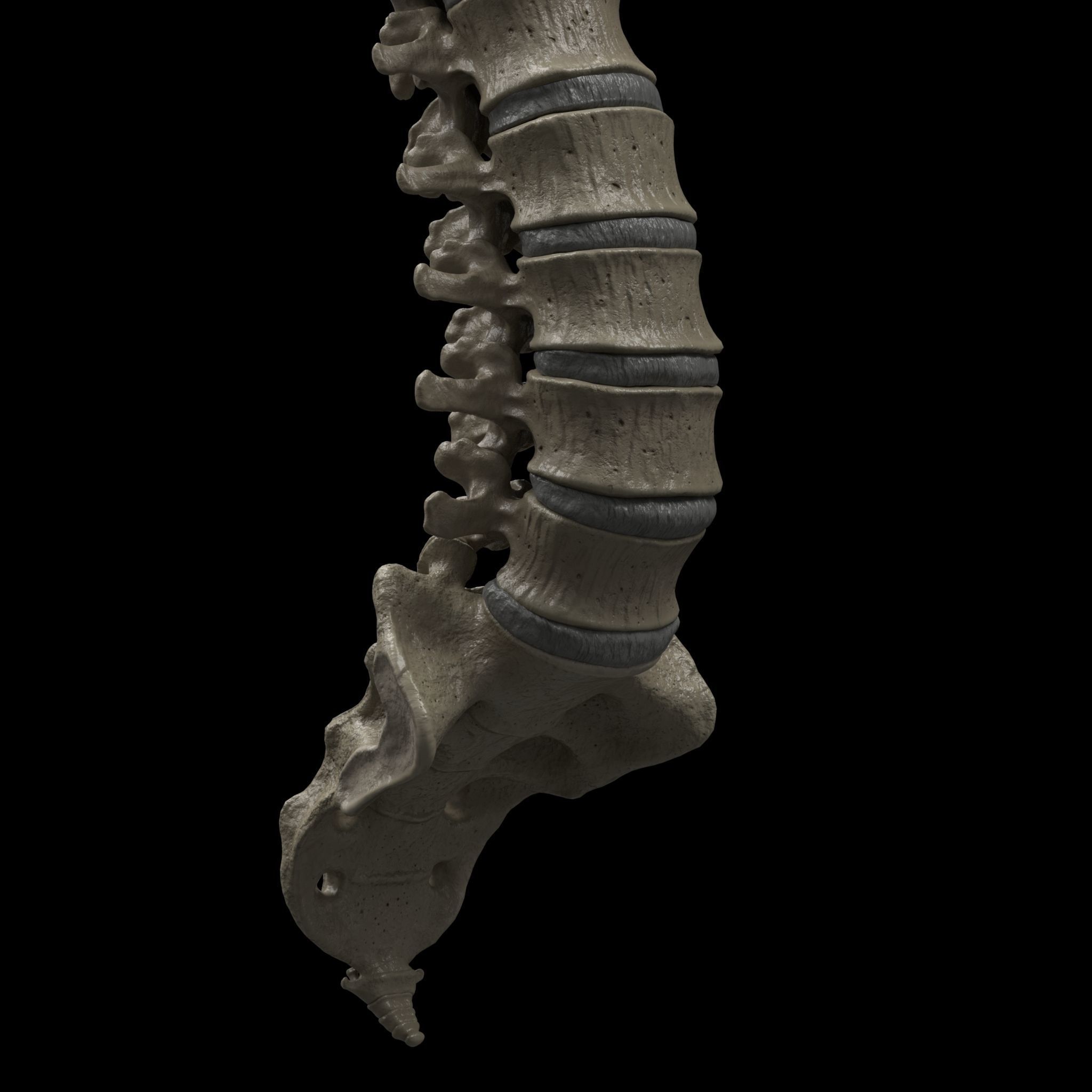 3D model Human Spine - Spine Bones VR / AR / low-poly | CGTrader