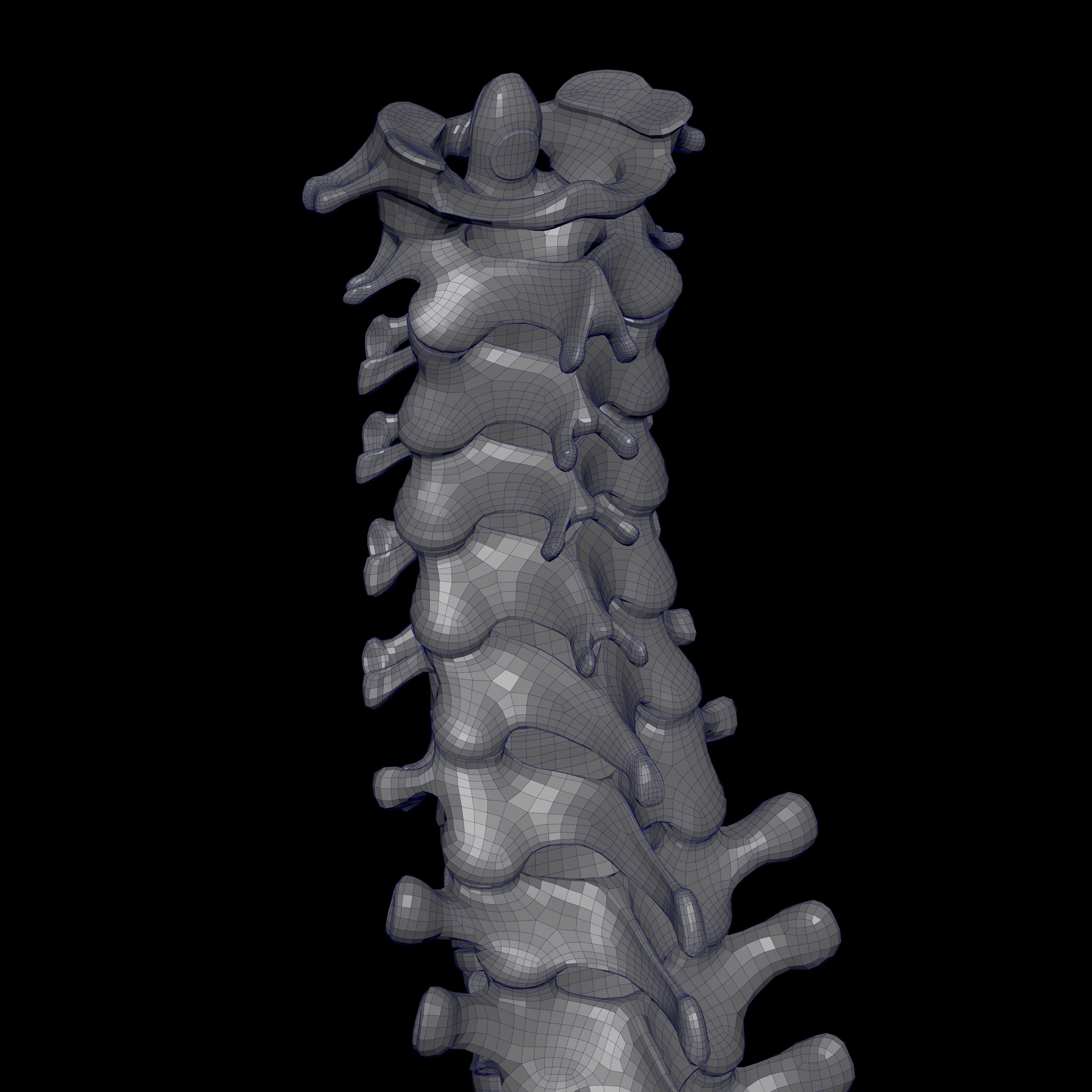 3D model Human Spine - Spine Bones VR / AR / low-poly | CGTrader