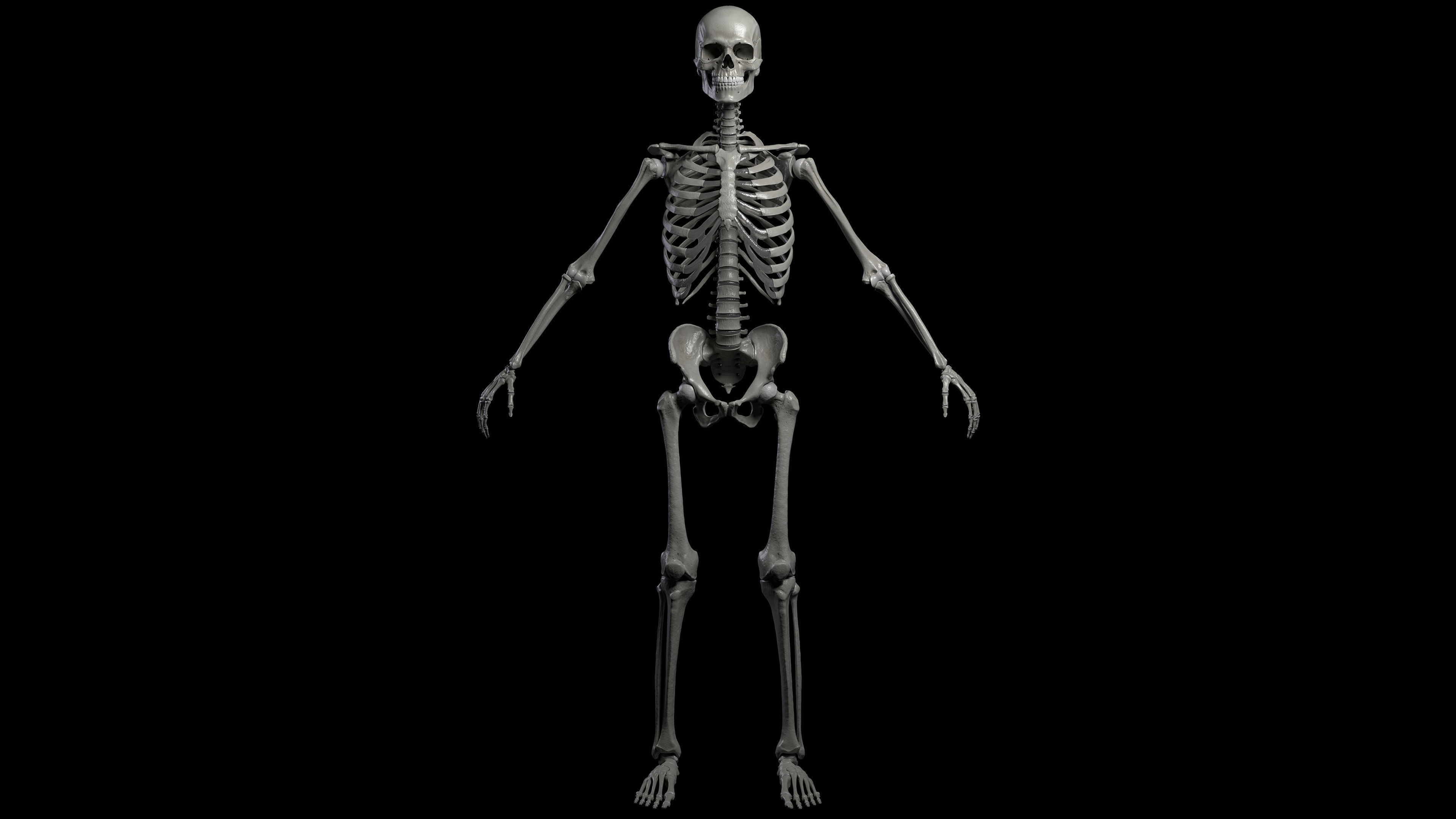 3D model Skeleton Rigged - Skeleton Rig - Skeletal System VR / AR / low ...