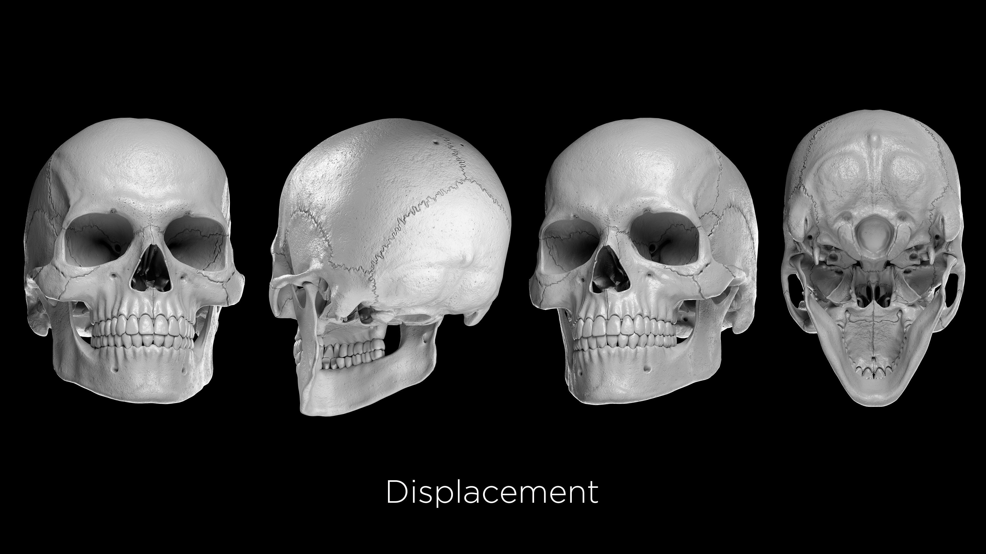 3D model Skeleton Rigged - Skeleton Rig - Skeletal System VR / AR / low ...