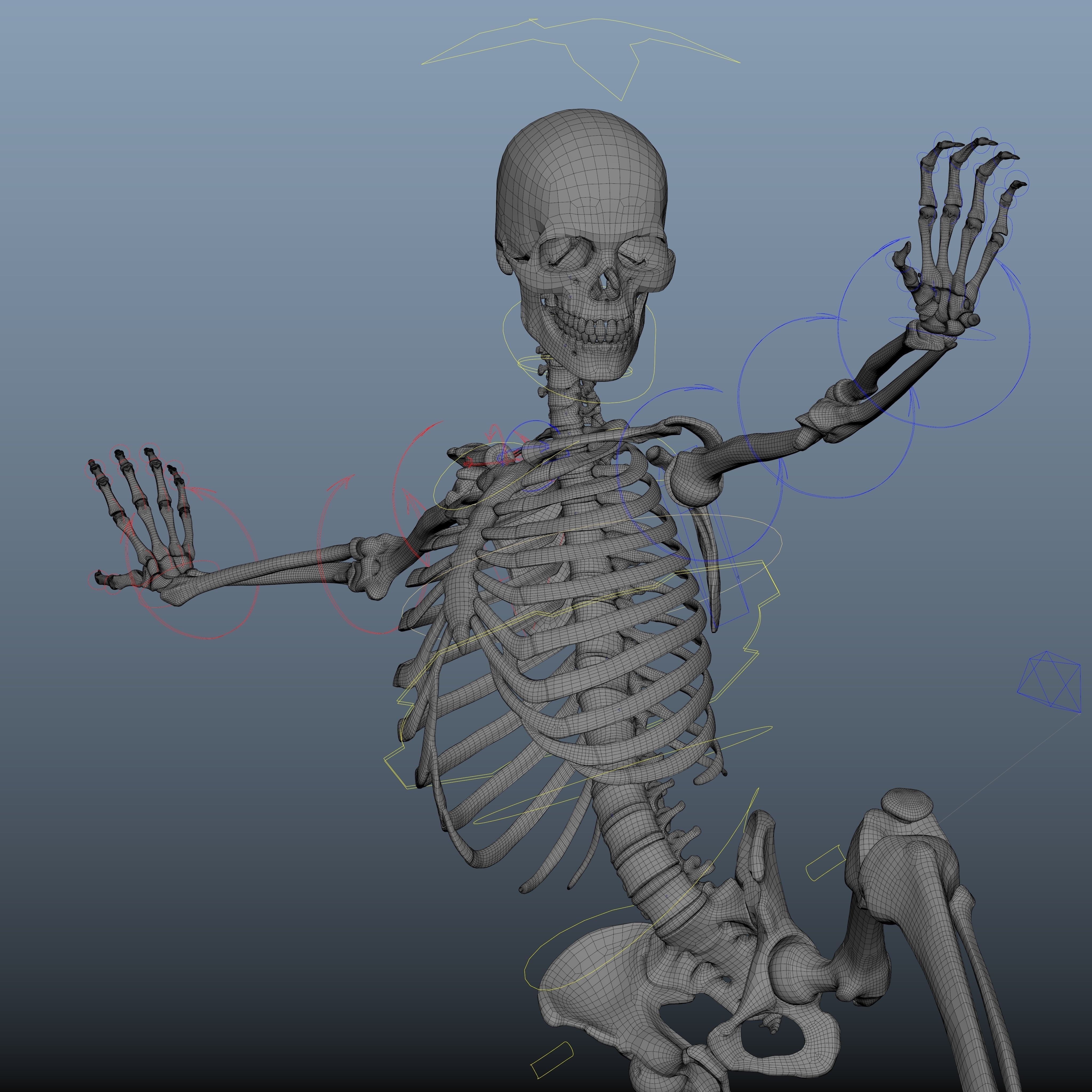 3D model Skeleton Rigged - Skeleton Rig - Skeletal System VR / AR / low ...