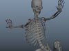 Skeleton Rigged - Skeleton Rig - Skeletal System 3D model rigged | CGTrader