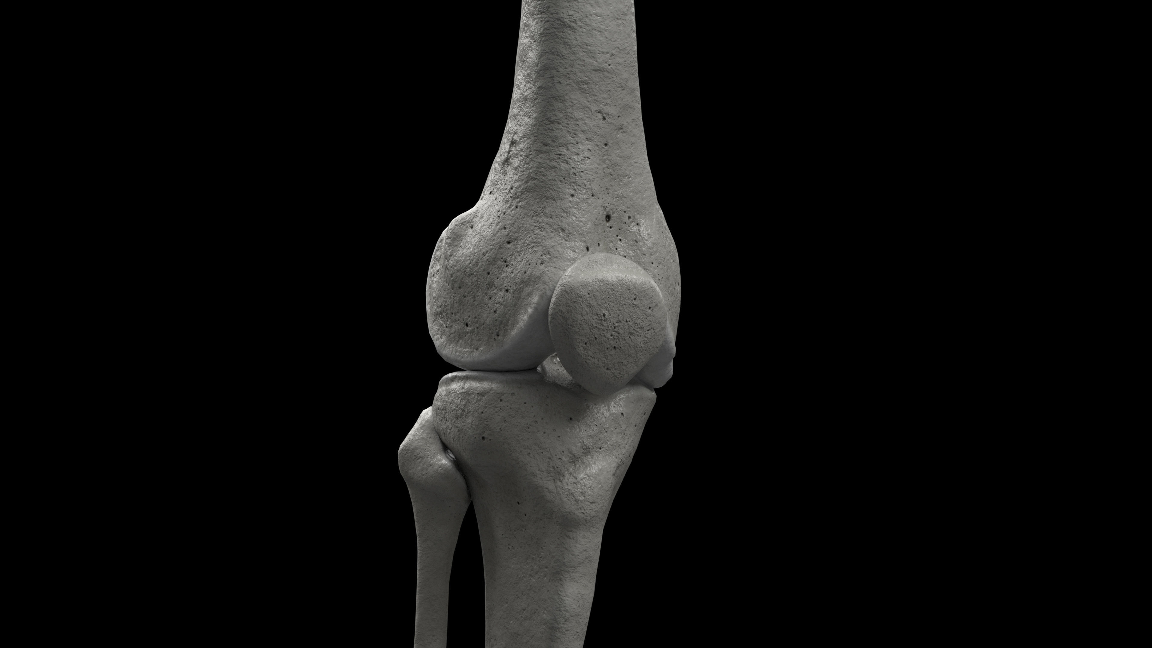 Skeleton Rigged - Skeleton Rig - Skeletal System 3D model rigged | CGTrader