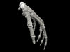 Skeleton Rigged - Skeleton Rig - Skeletal System 3D model rigged | CGTrader