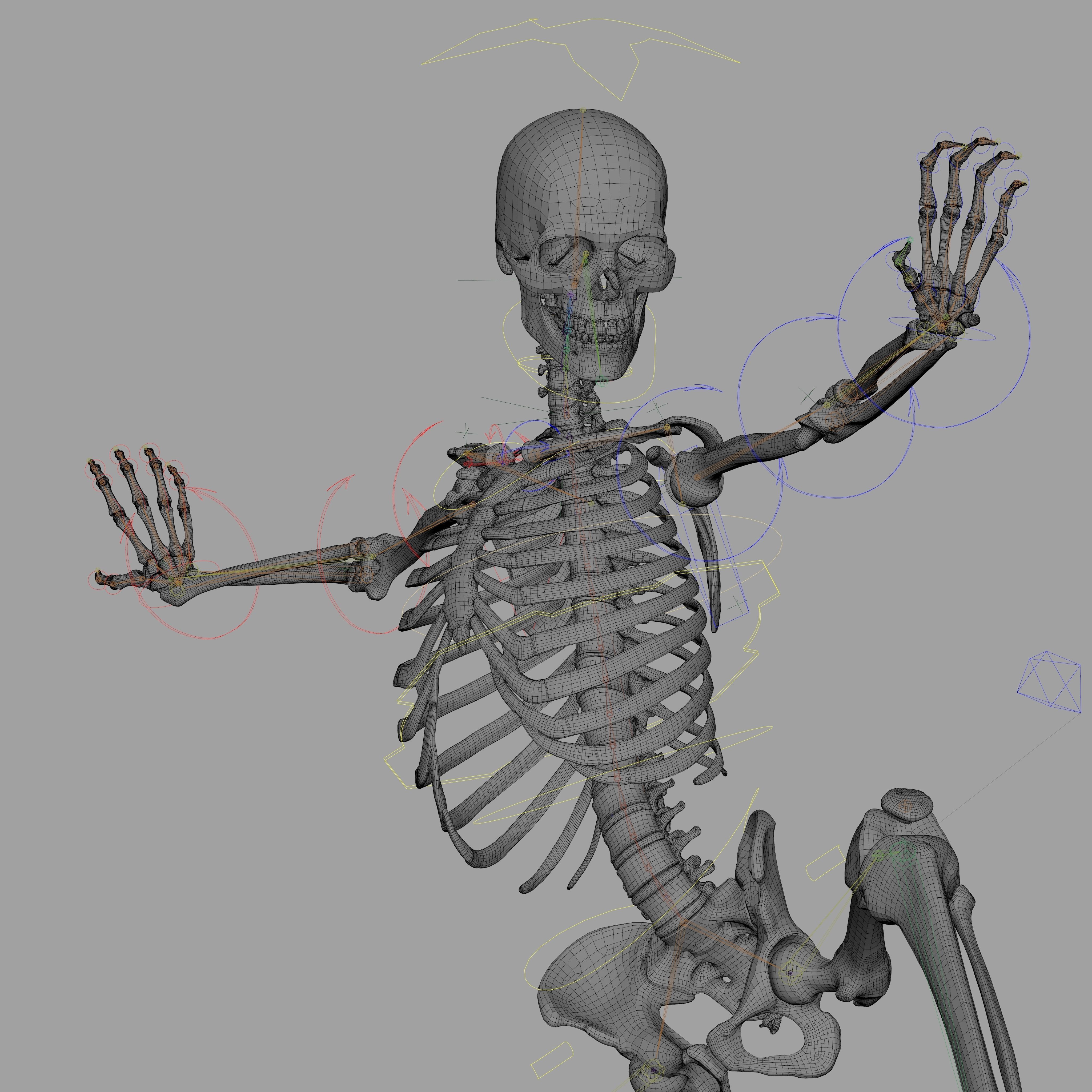 3D model Skeleton Rigged - Skeleton Rig - Skeletal System VR / AR / low ...