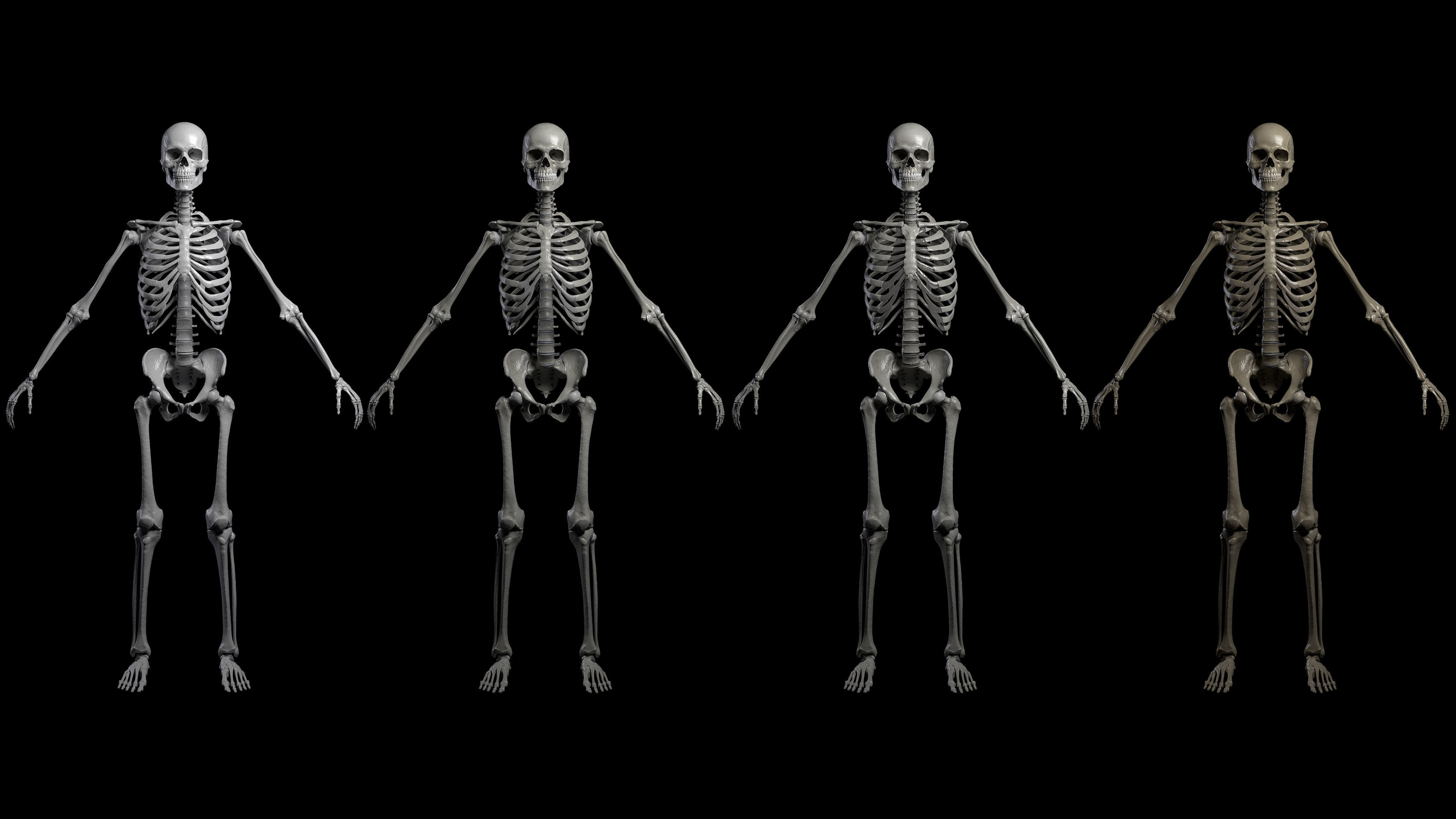 3D model Skeleton Rigged - Skeleton Rig - Skeletal System VR / AR / low ...
