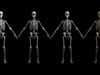 3D model Skeleton Rigged - Skeleton Rig - Skeletal System VR / AR / low ...