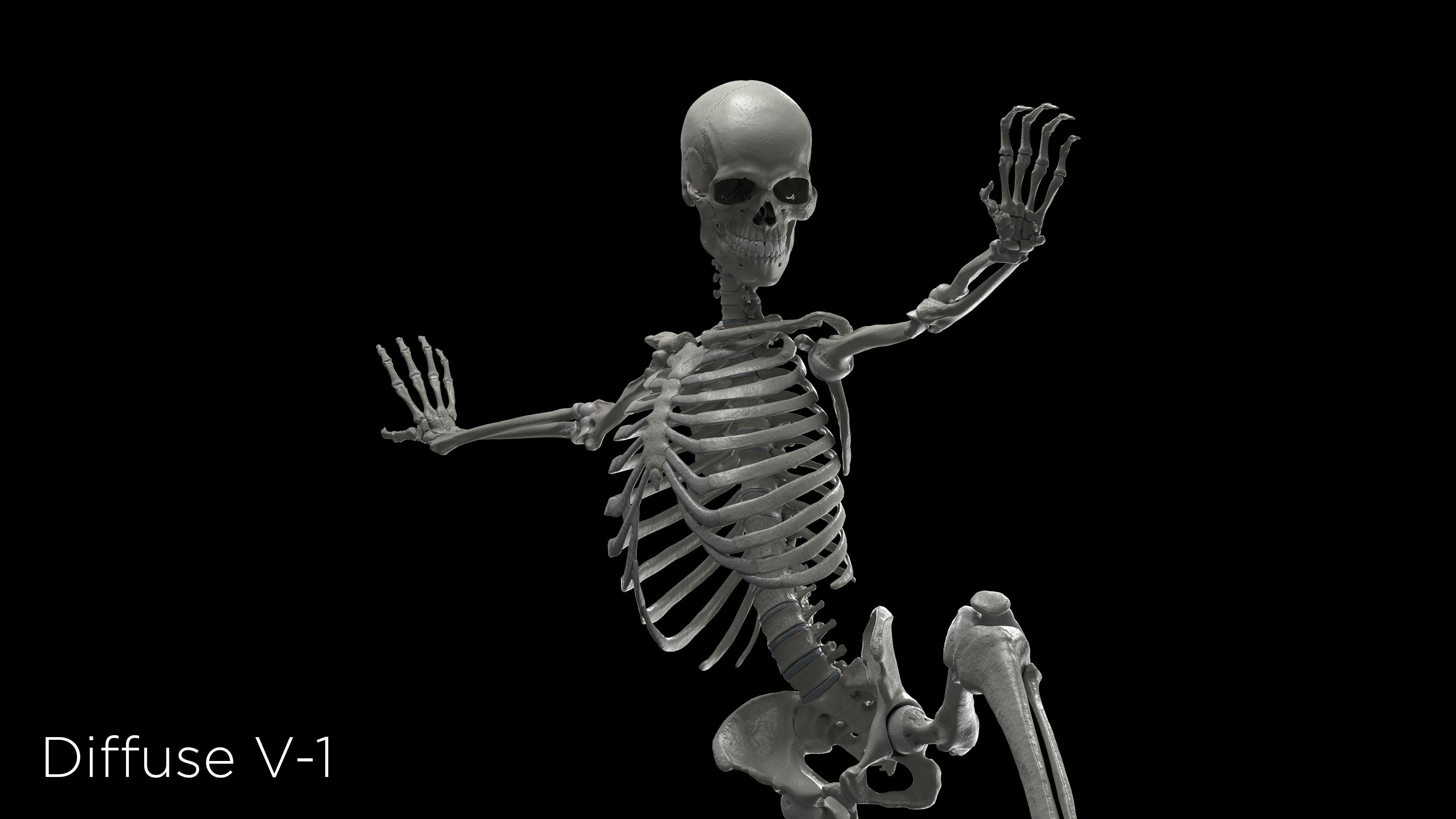 Skeleton Rigged - Skeleton Rig - Skeletal System 3D model rigged | CGTrader