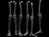 Skeleton Rigged - Skeleton Rig - Skeletal System 3D model rigged | CGTrader