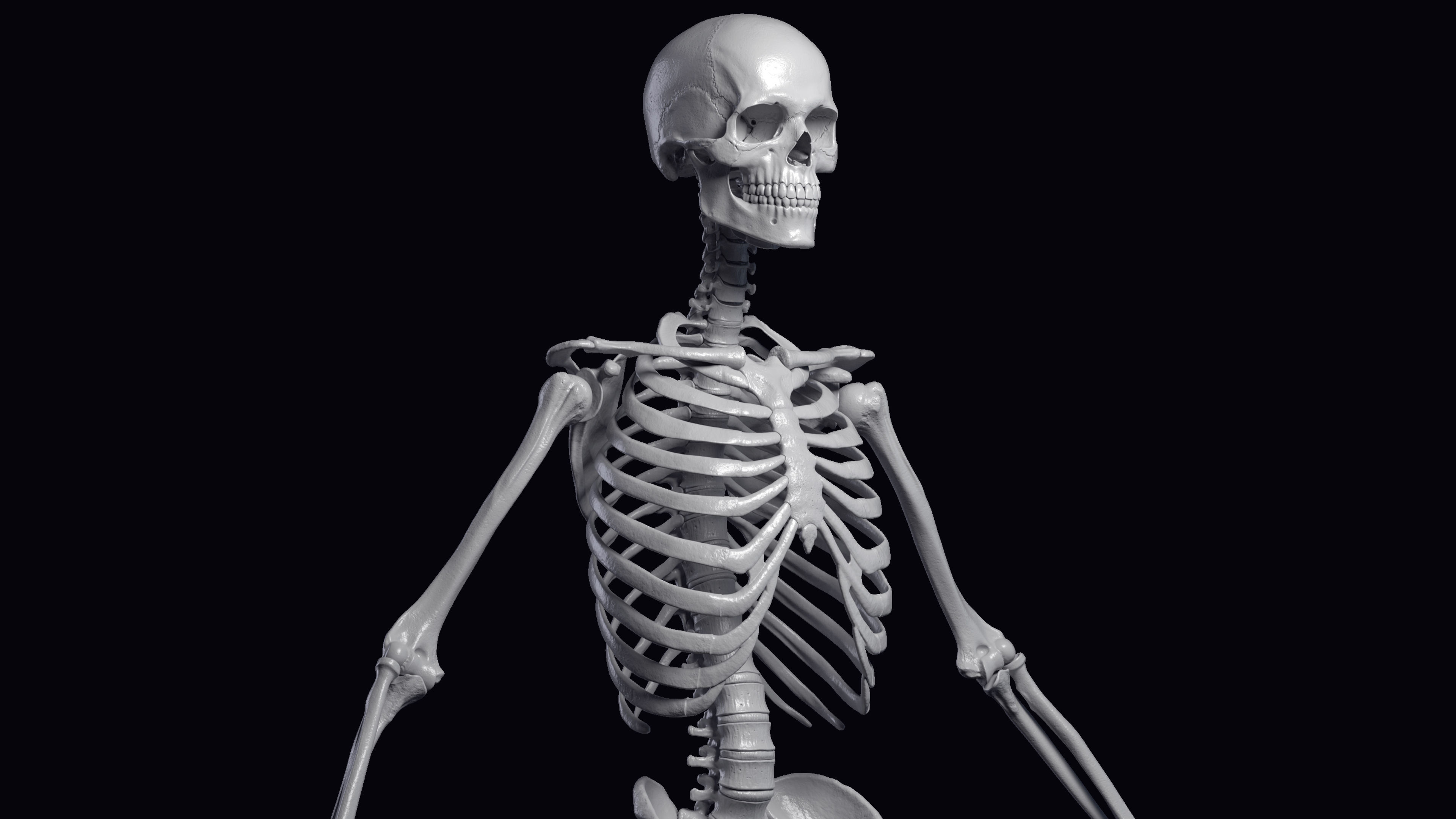3D model Skeleton Rigged - Skeleton Rig - Skeletal System VR / AR / low ...