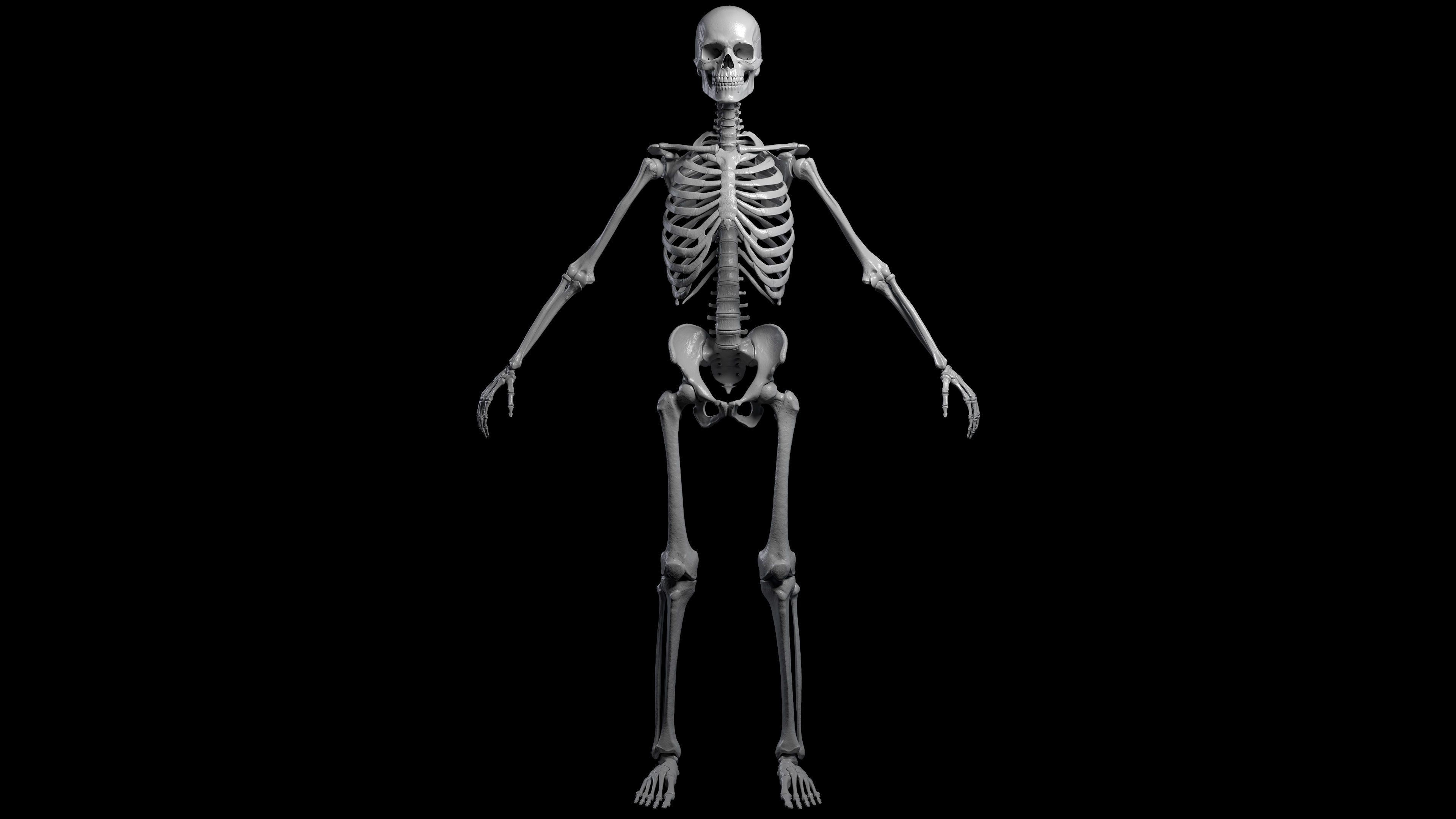 3D model Skeleton Rigged - Skeleton Rig - Skeletal System VR / AR / low ...