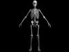 3D model Skeleton Rigged - Skeleton Rig - Skeletal System VR / AR / low ...