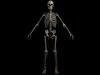 3D model Skeleton Rigged - Skeleton Rig - Skeletal System VR / AR / low ...