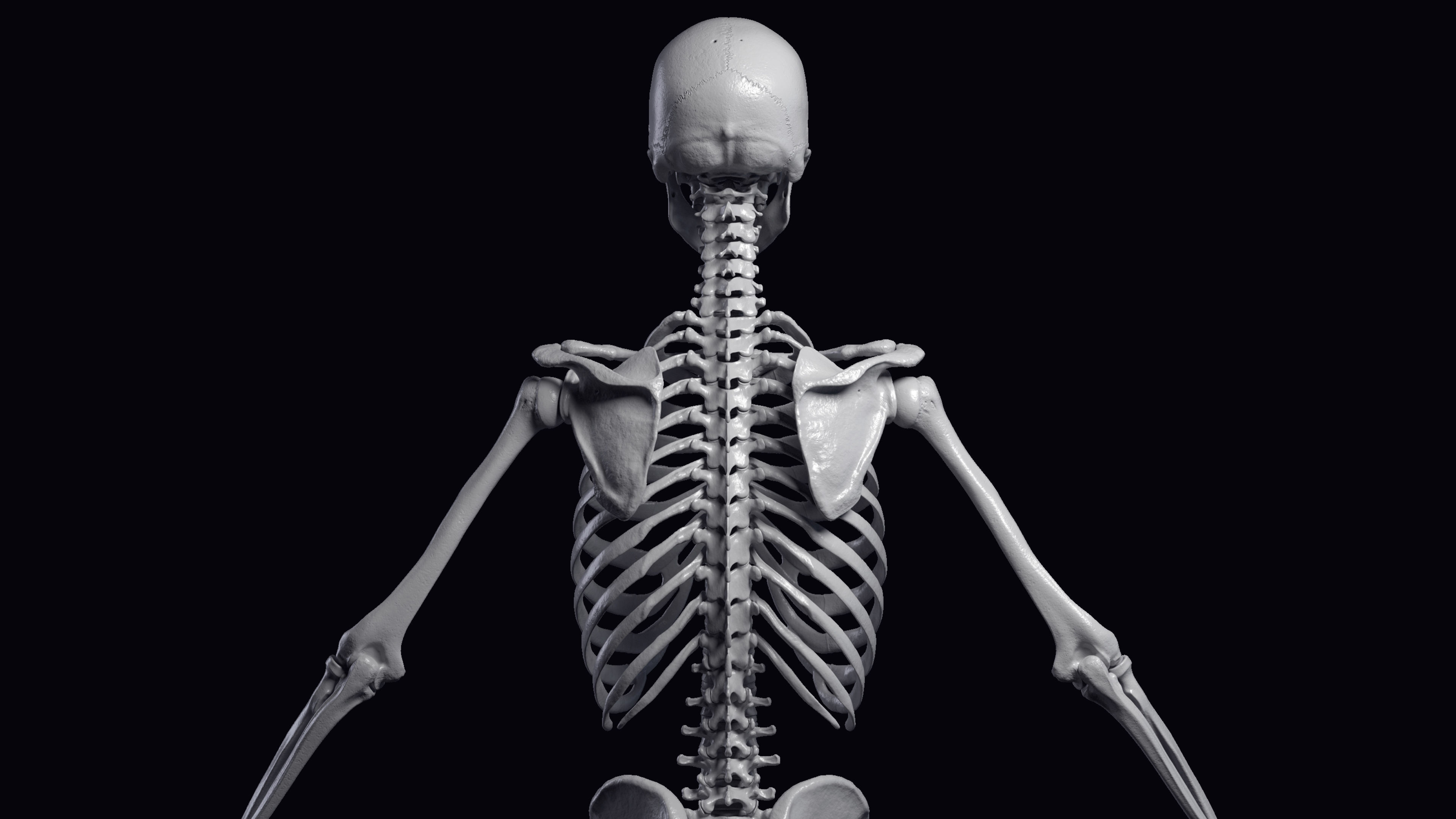Skeleton Rigged - Skeleton Rig - Skeletal System 3D model rigged | CGTrader