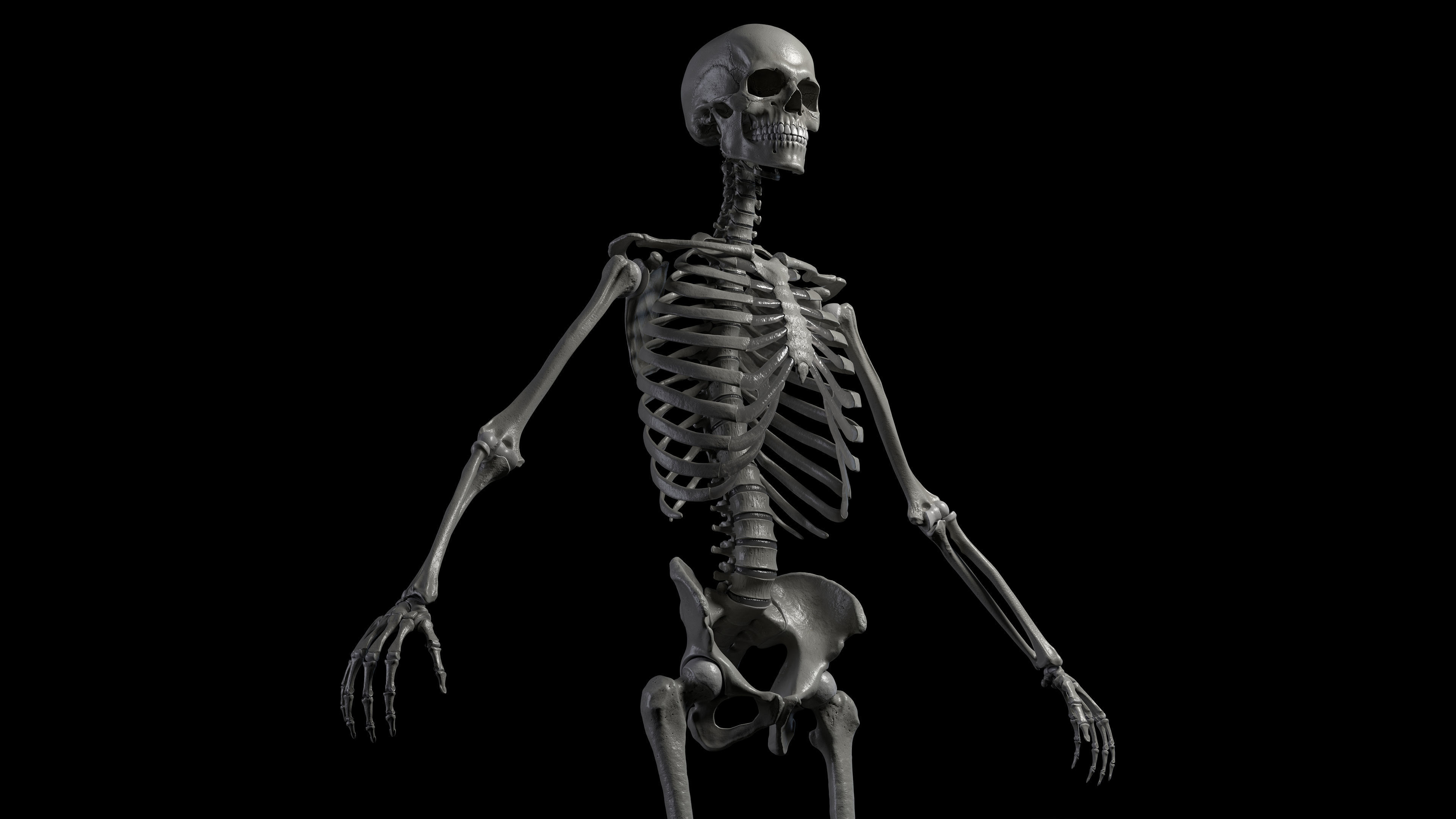 Skeleton Rigged - Skeleton Rig - Skeletal System 3D model rigged | CGTrader