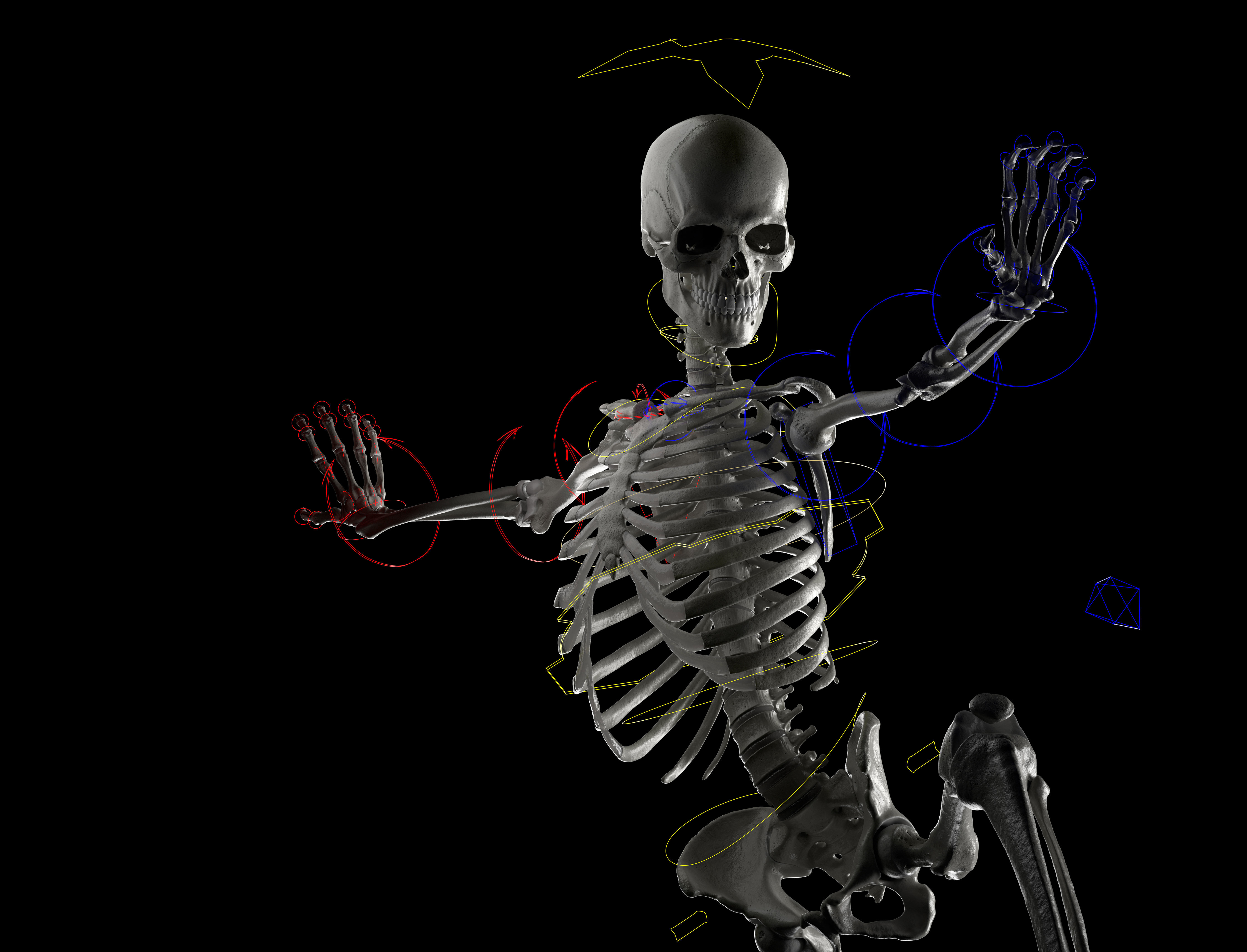 3D model Skeleton Rigged - Skeleton Rig - Skeletal System VR / AR / low ...