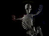 Skeleton Rigged - Skeleton Rig - Skeletal System 3D model rigged | CGTrader