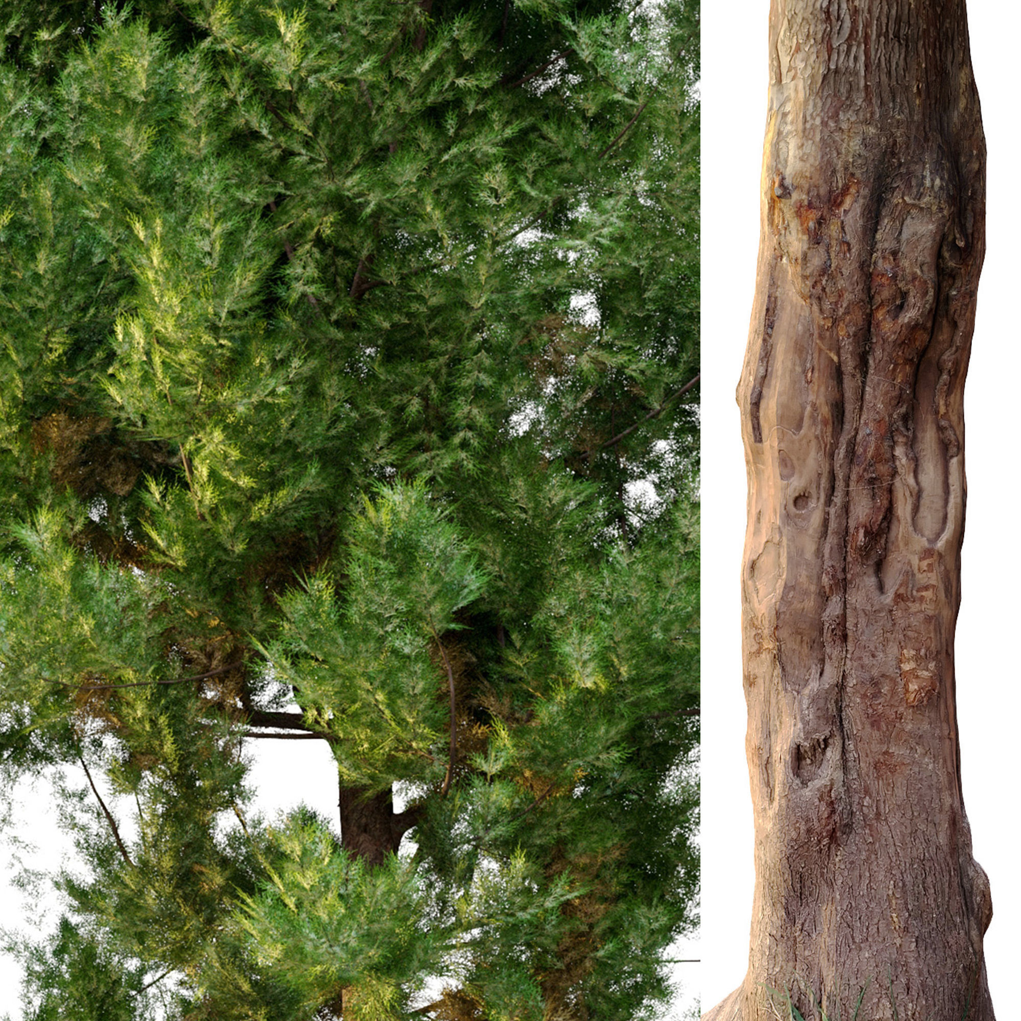 cypress tree 6 3D model | CGTrader