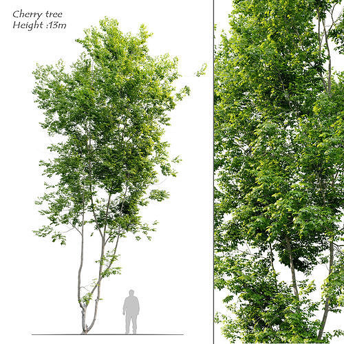Cherry tree 3D model | CGTrader