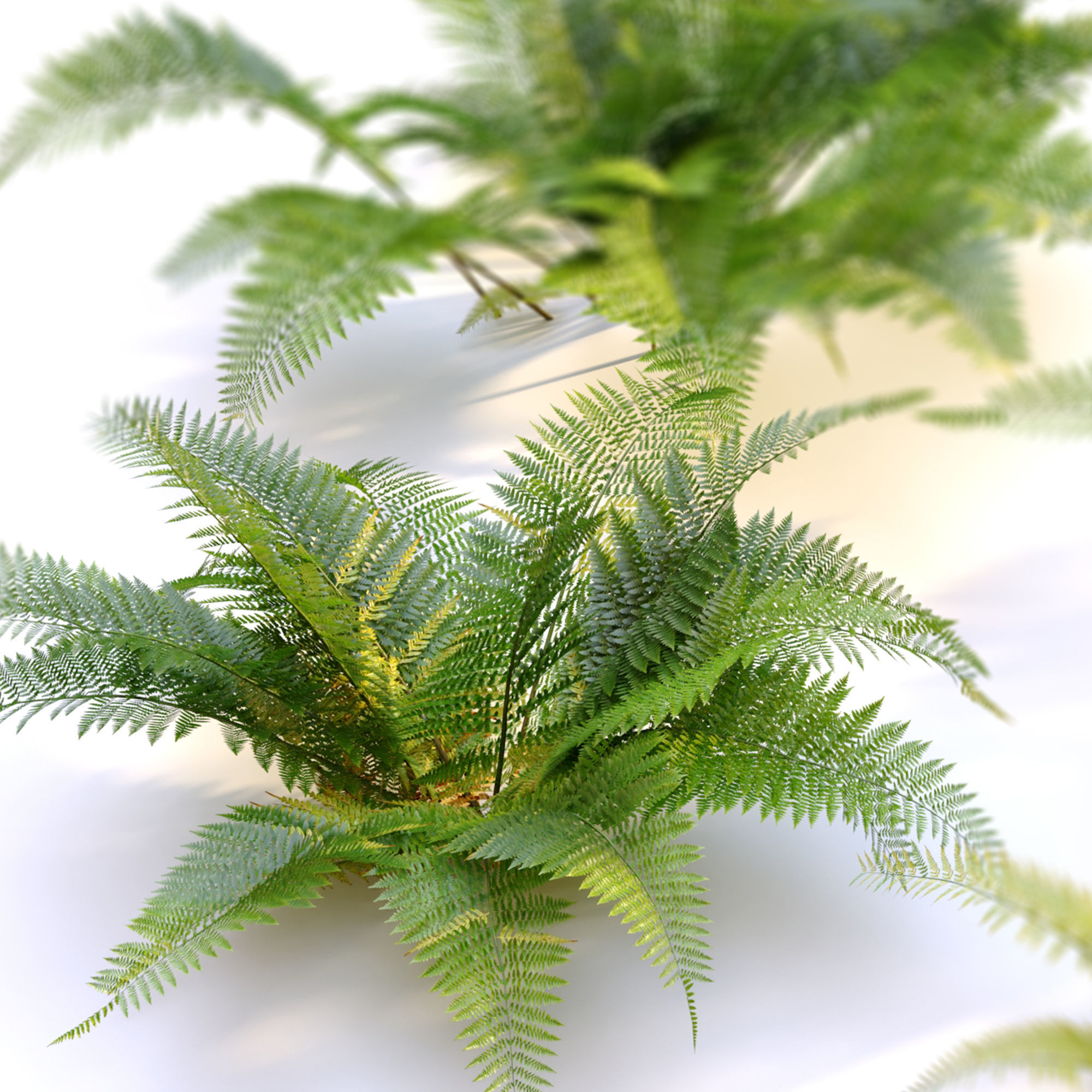 Fern plant 3D model | CGTrader