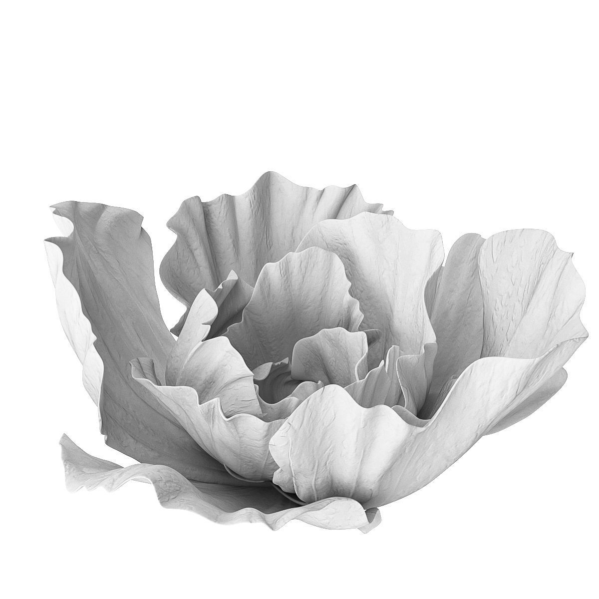 Gypsum flower 3D model | CGTrader