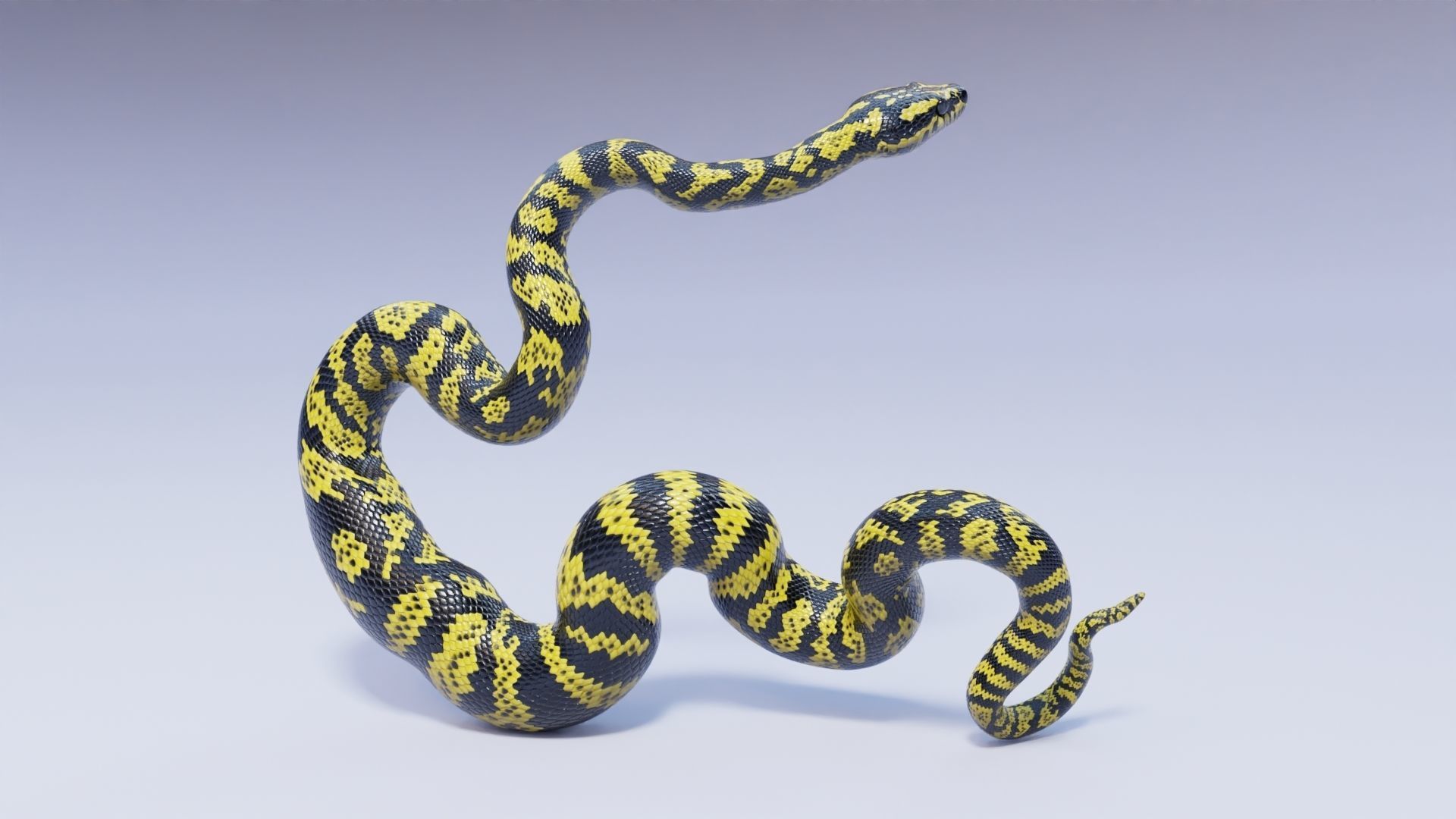 3D model Animated Zebra Jungle Carpet Python VR / AR / low-poly | CGTrader