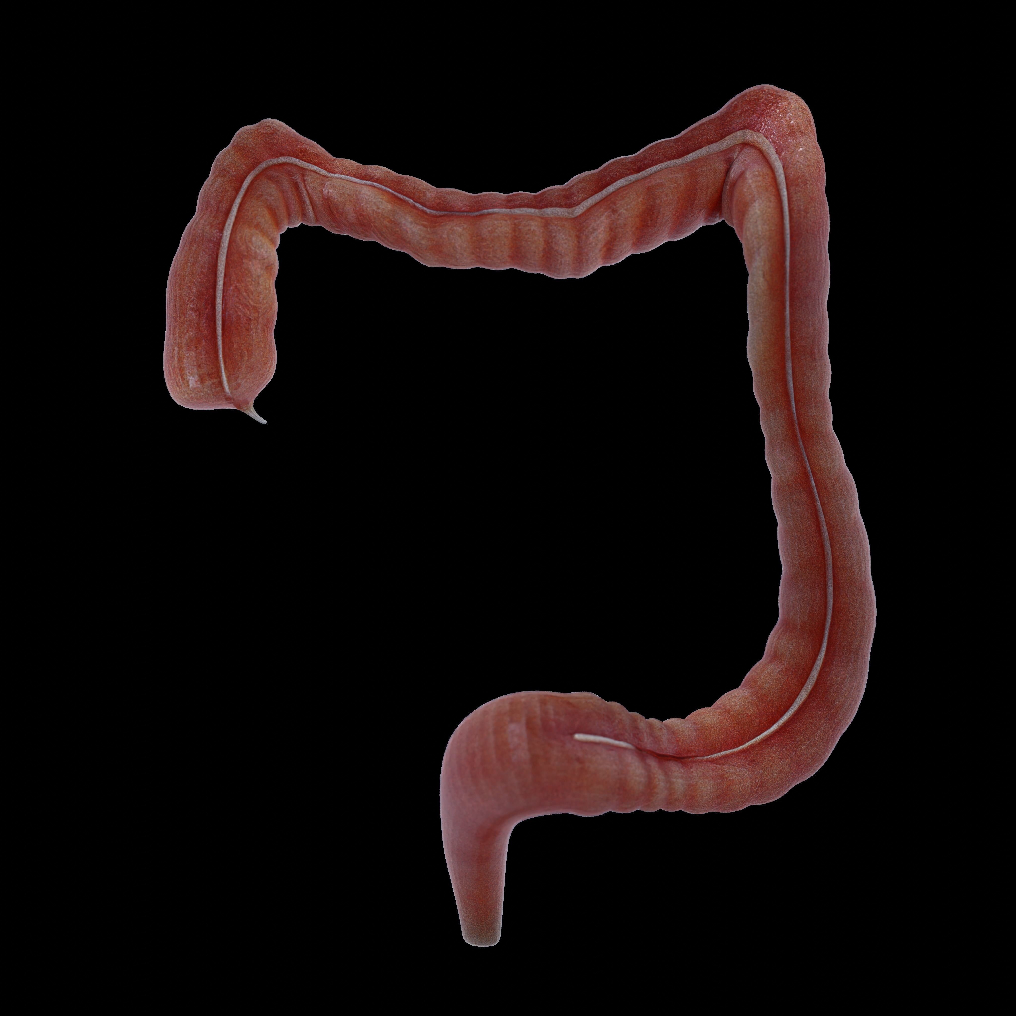 Large Intestine 3D model | CGTrader