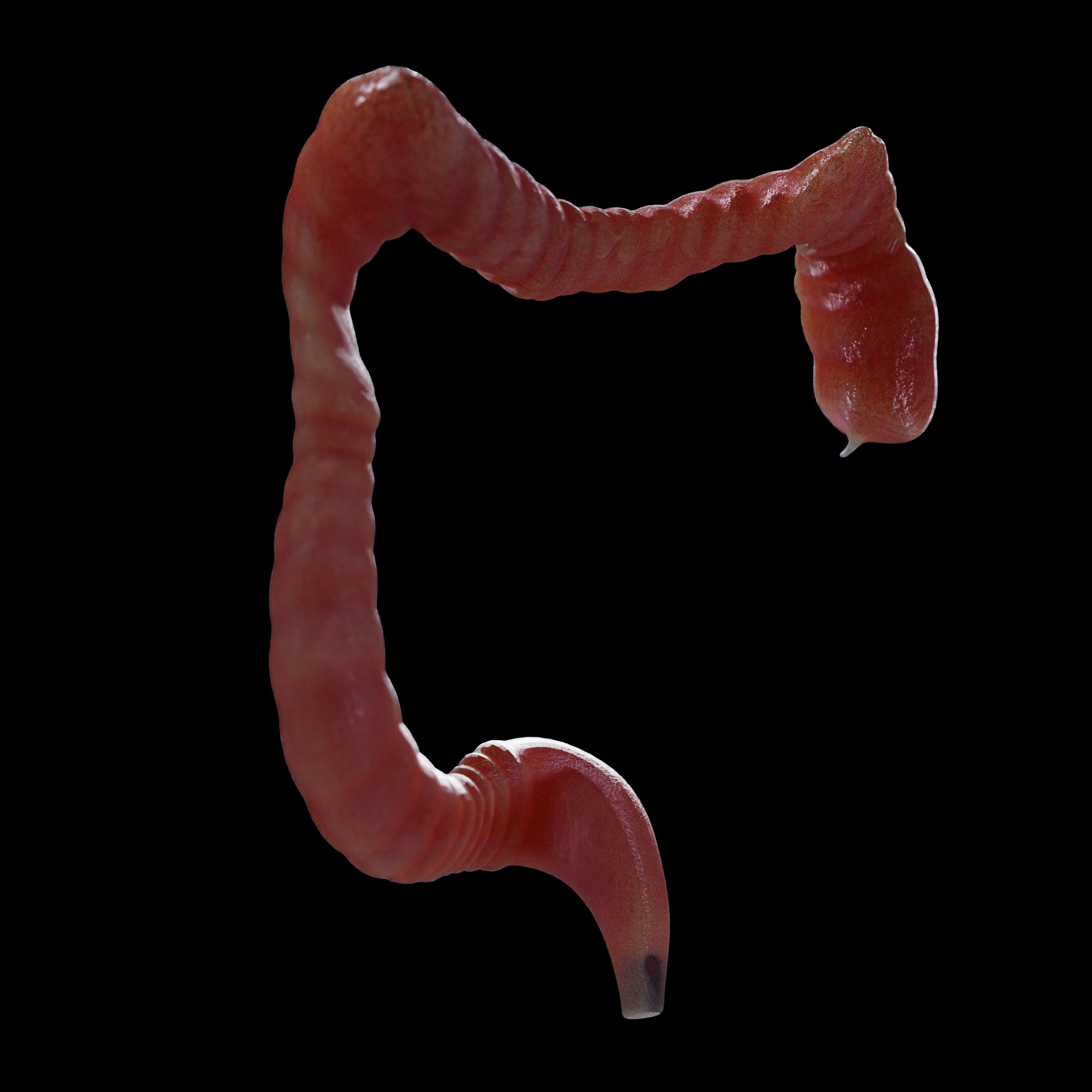 Large Intestine 3D model | CGTrader