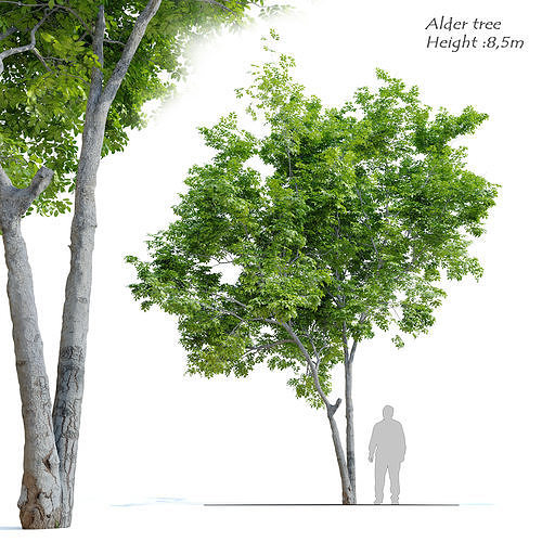 Red Alder 3D model | CGTrader
