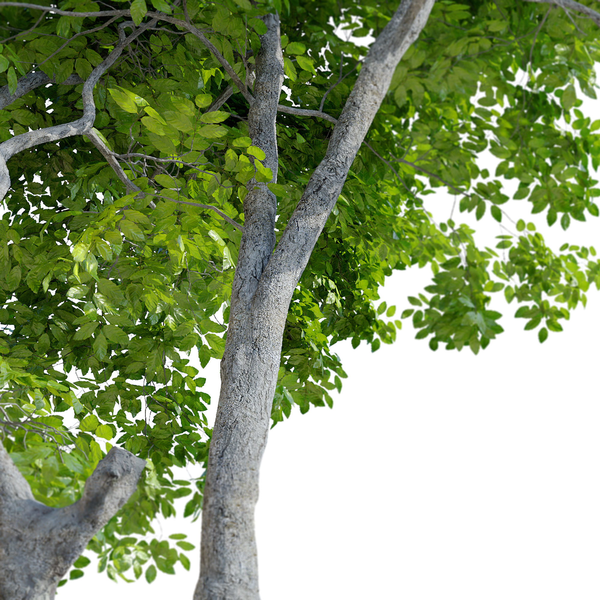 Red Alder 3D model | CGTrader