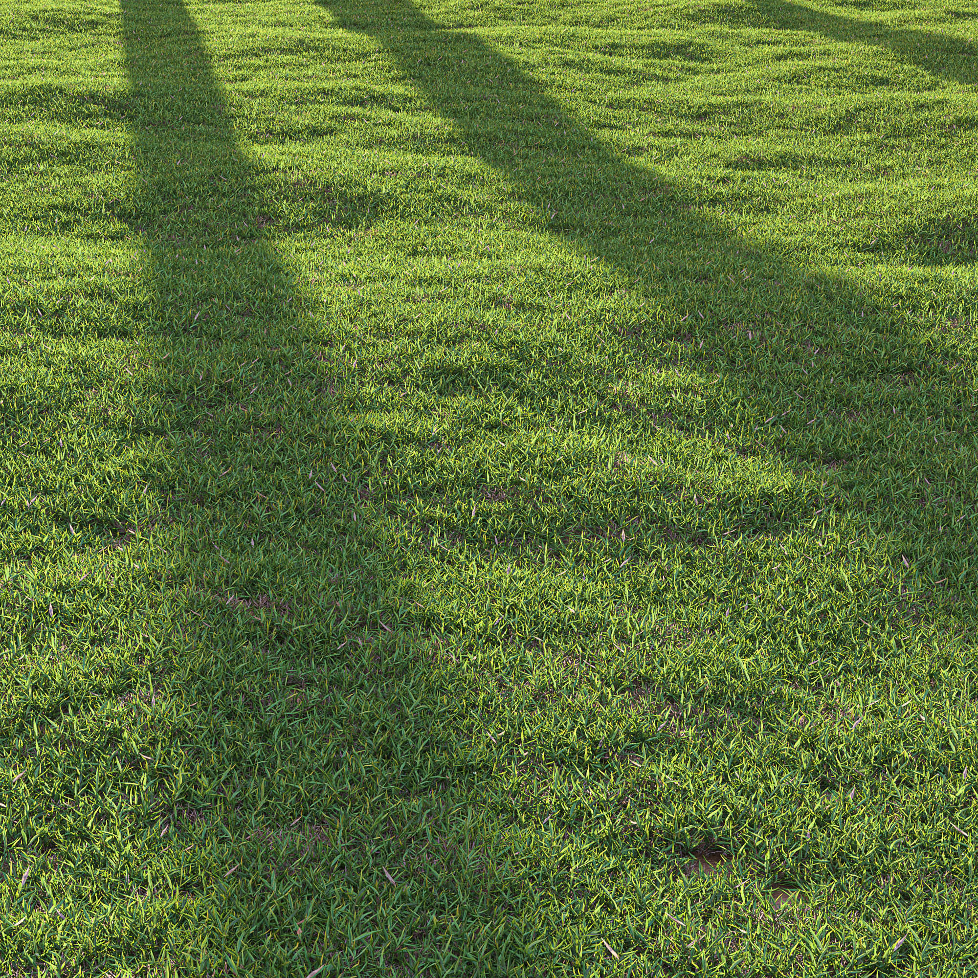 Bermuda grass 3D model | CGTrader