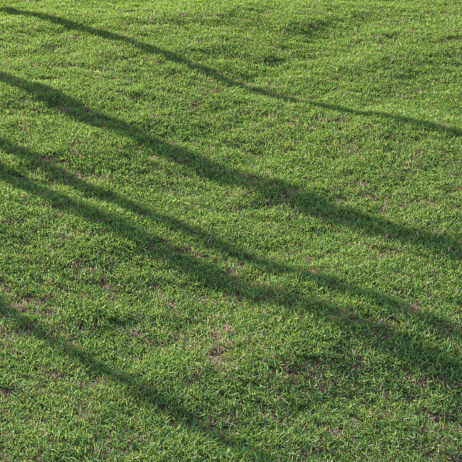 Bermuda grass 3D model | CGTrader