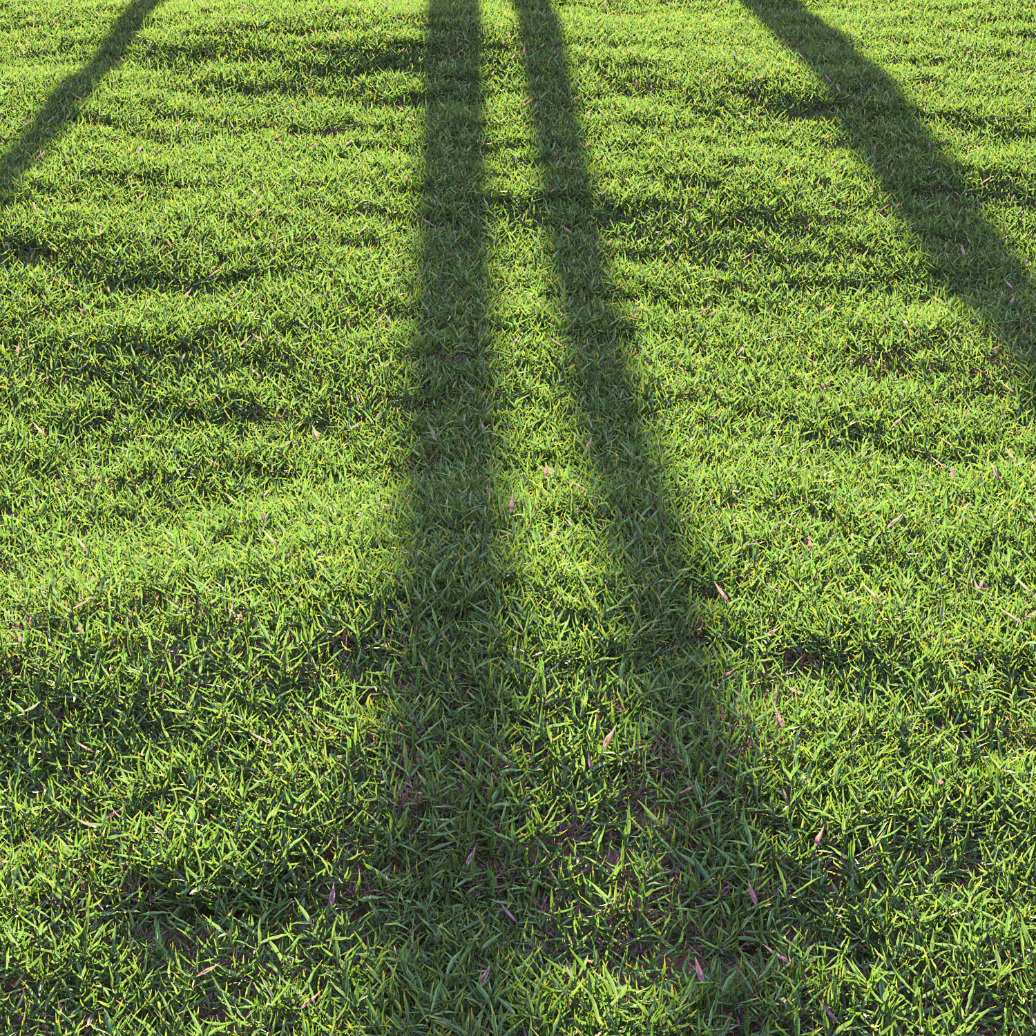Bermuda grass 3D model | CGTrader