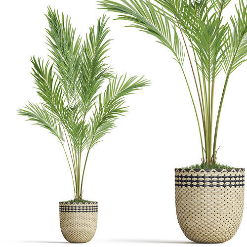 Plants collection 774 3D model | CGTrader